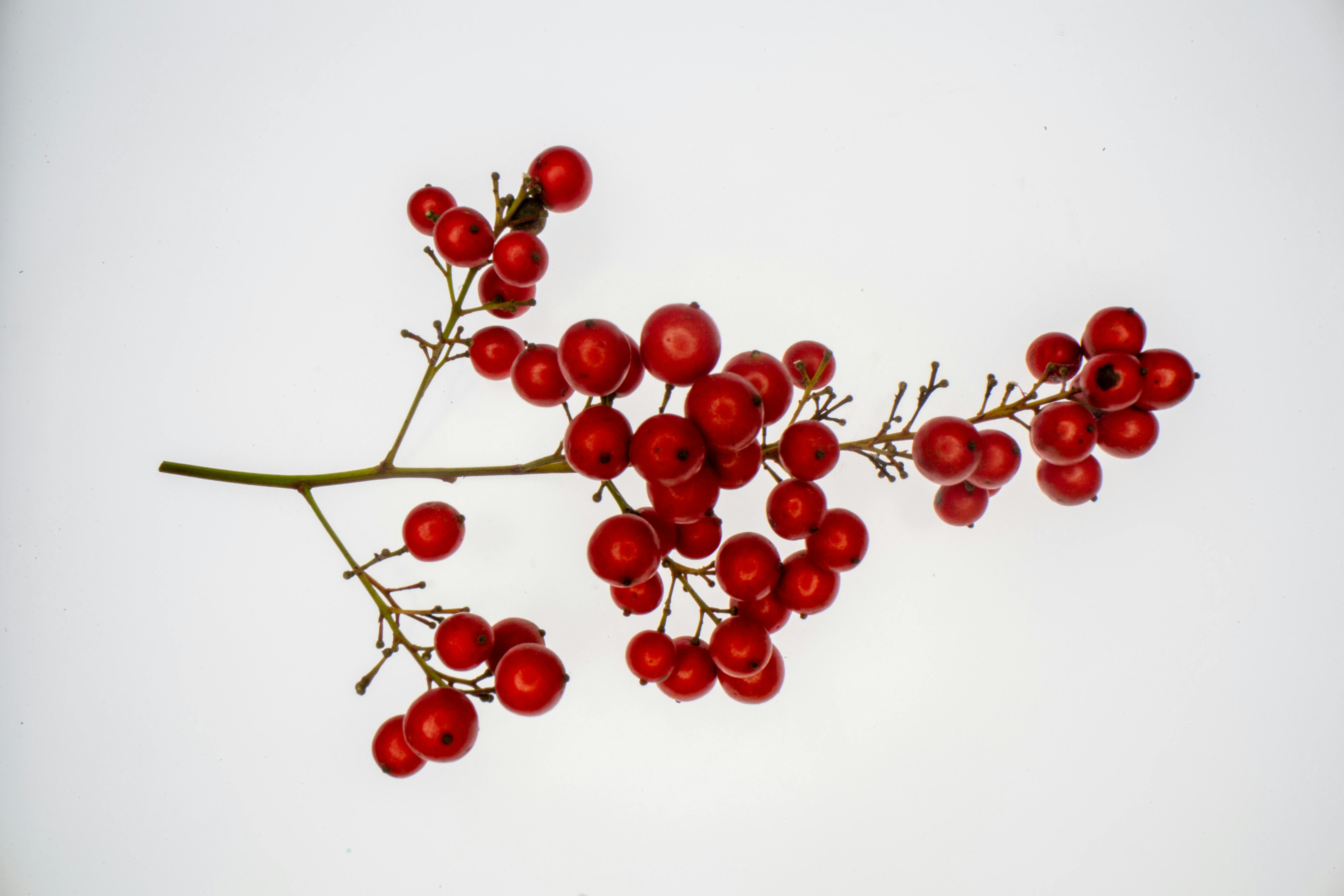 Raw Flower Photos, Download The BEST Free Raw Flower Stock Photos & HD ...