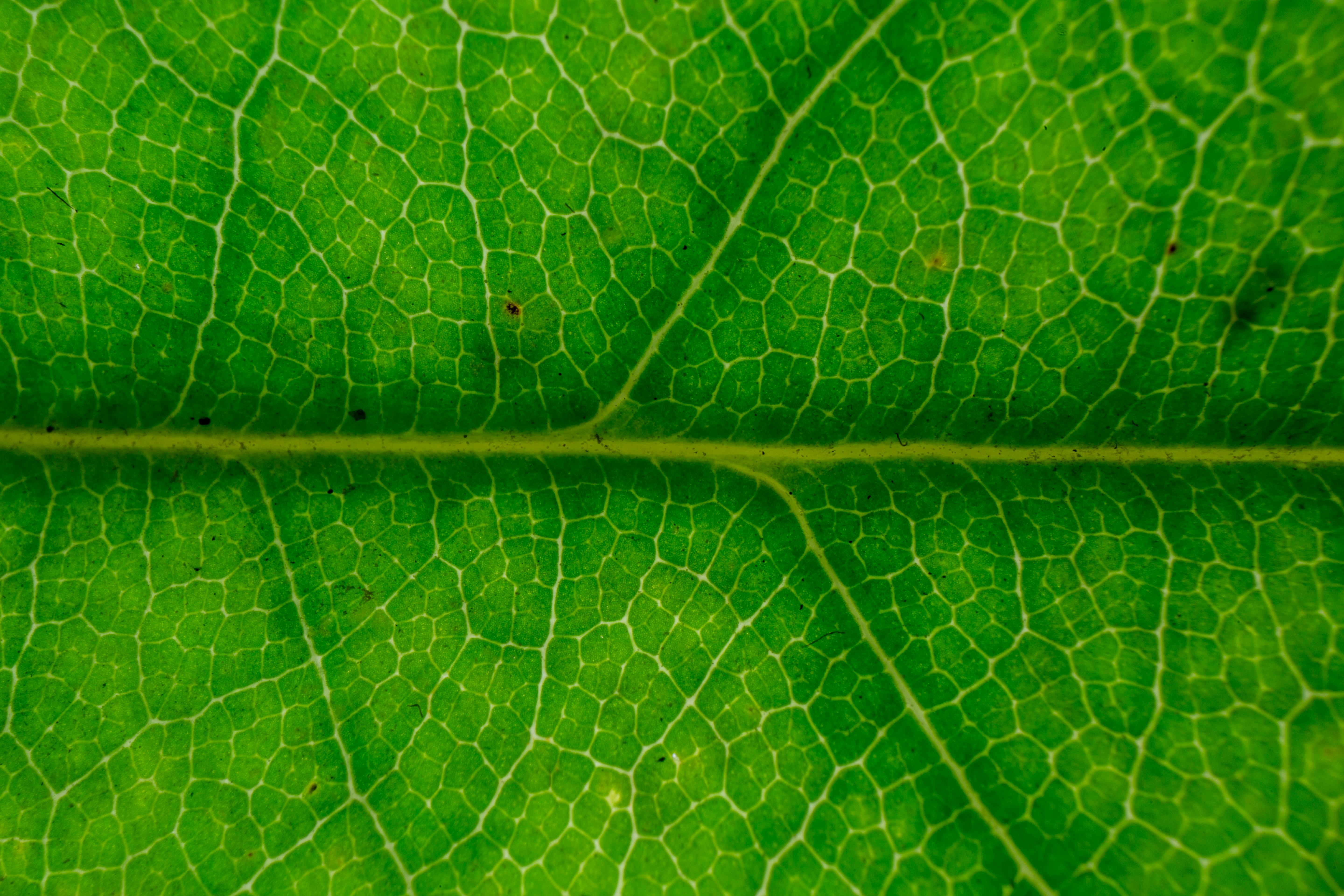 Green Leaf in Close Up Photography · Free Stock Photo