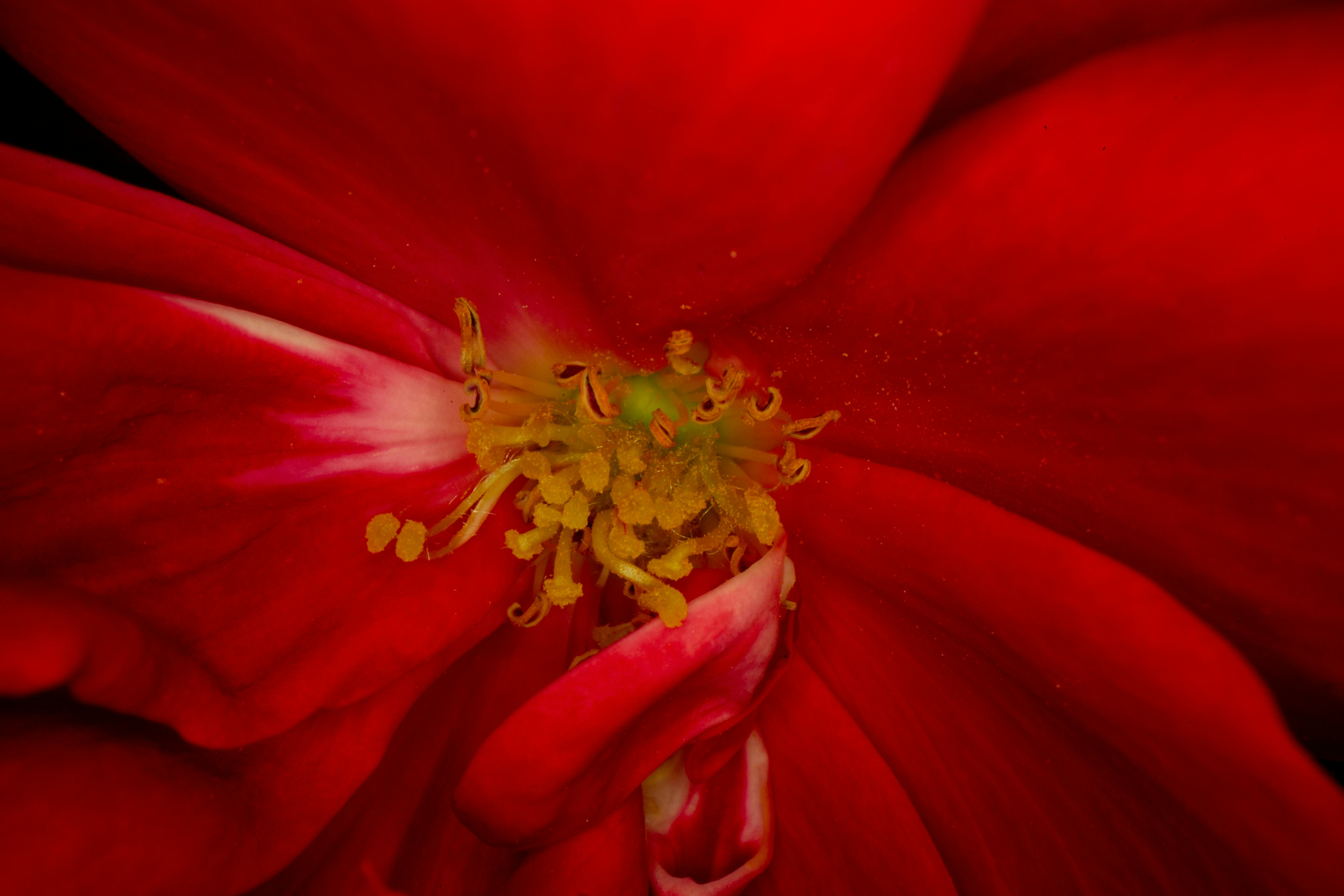 Red Flower in Macro Shot · Free Stock Photo