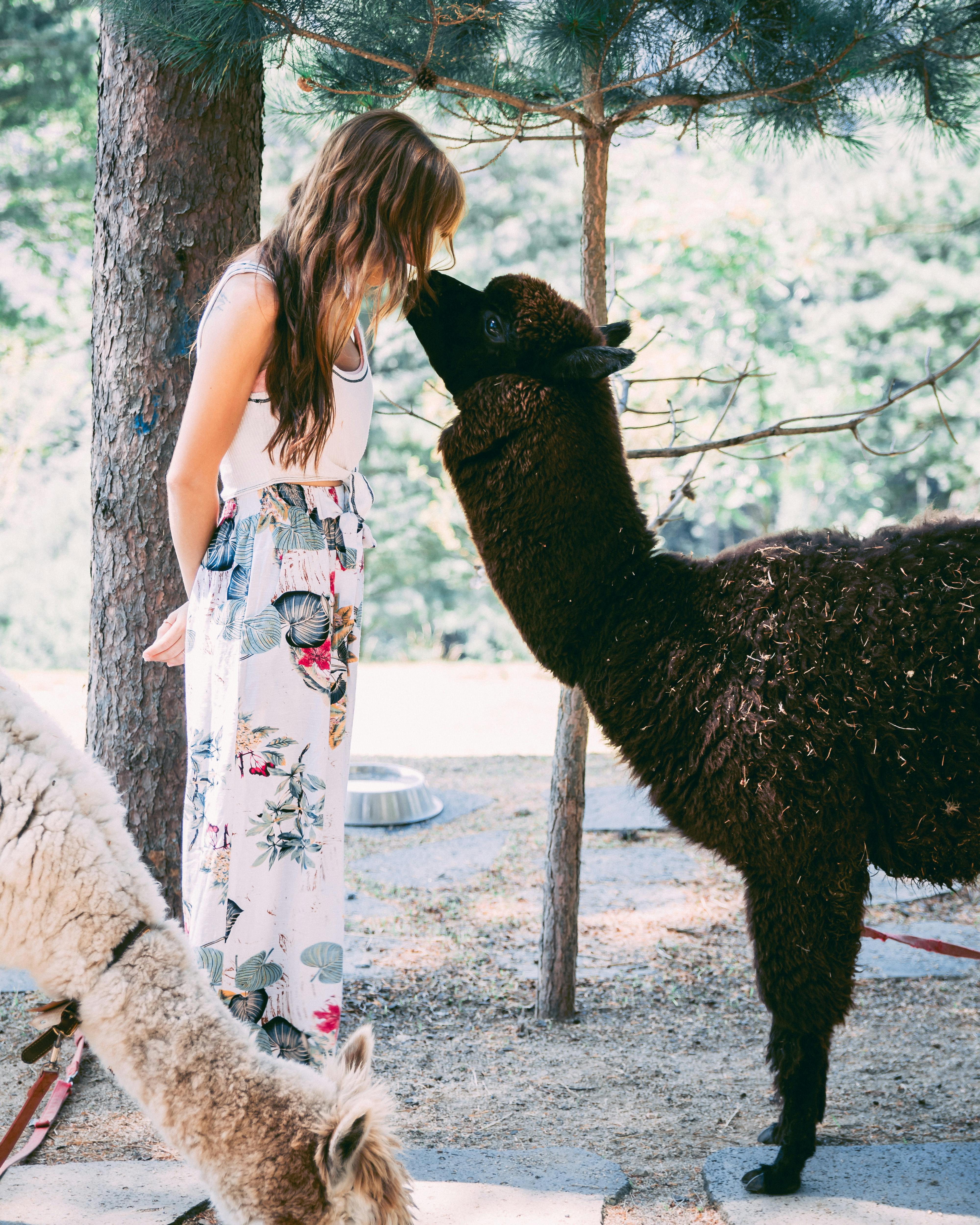 100+ Best Lama Photos · 100% Free Download · Pexels Stock Photos