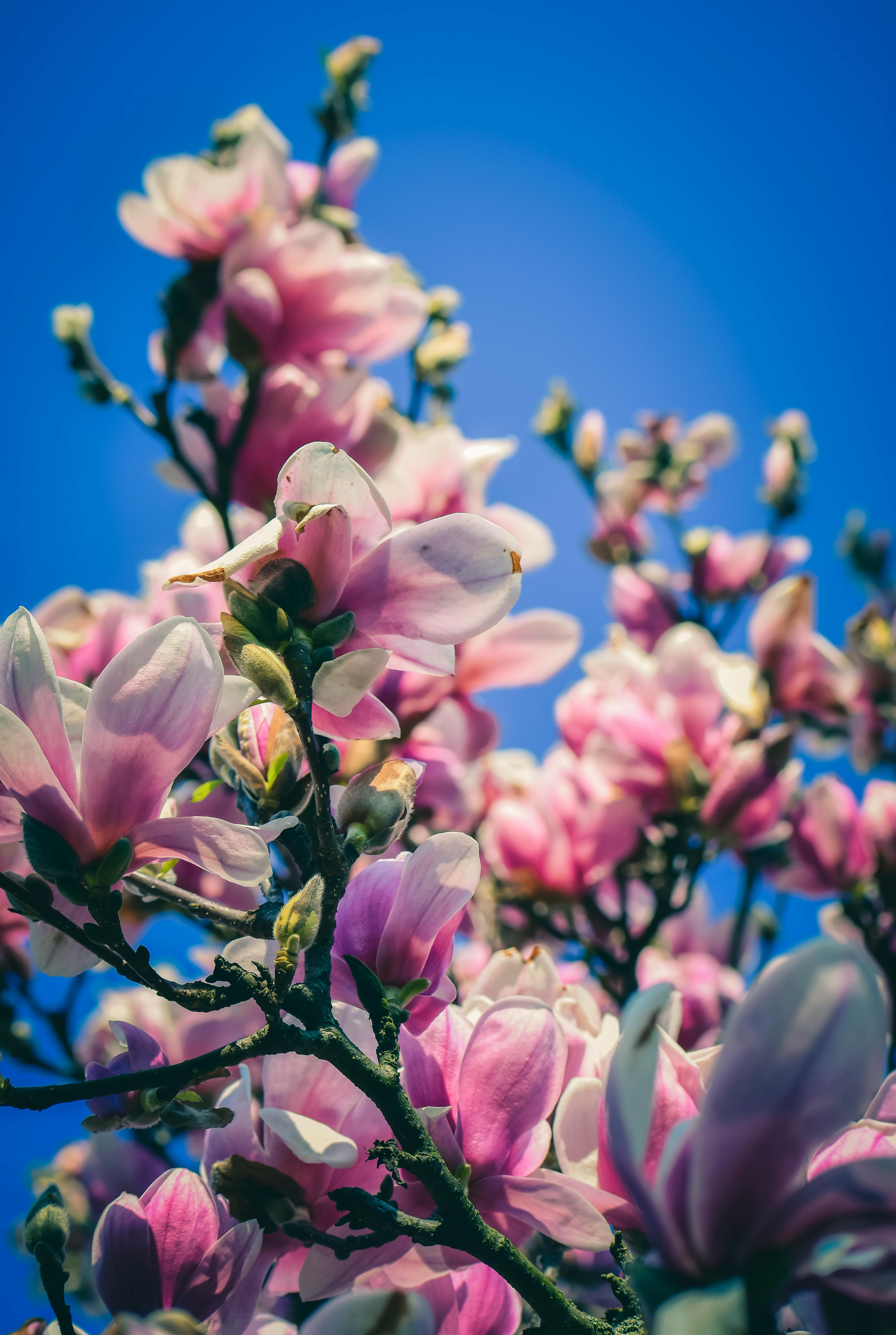 Blooming tree branches against blue sky · Free Stock Photo