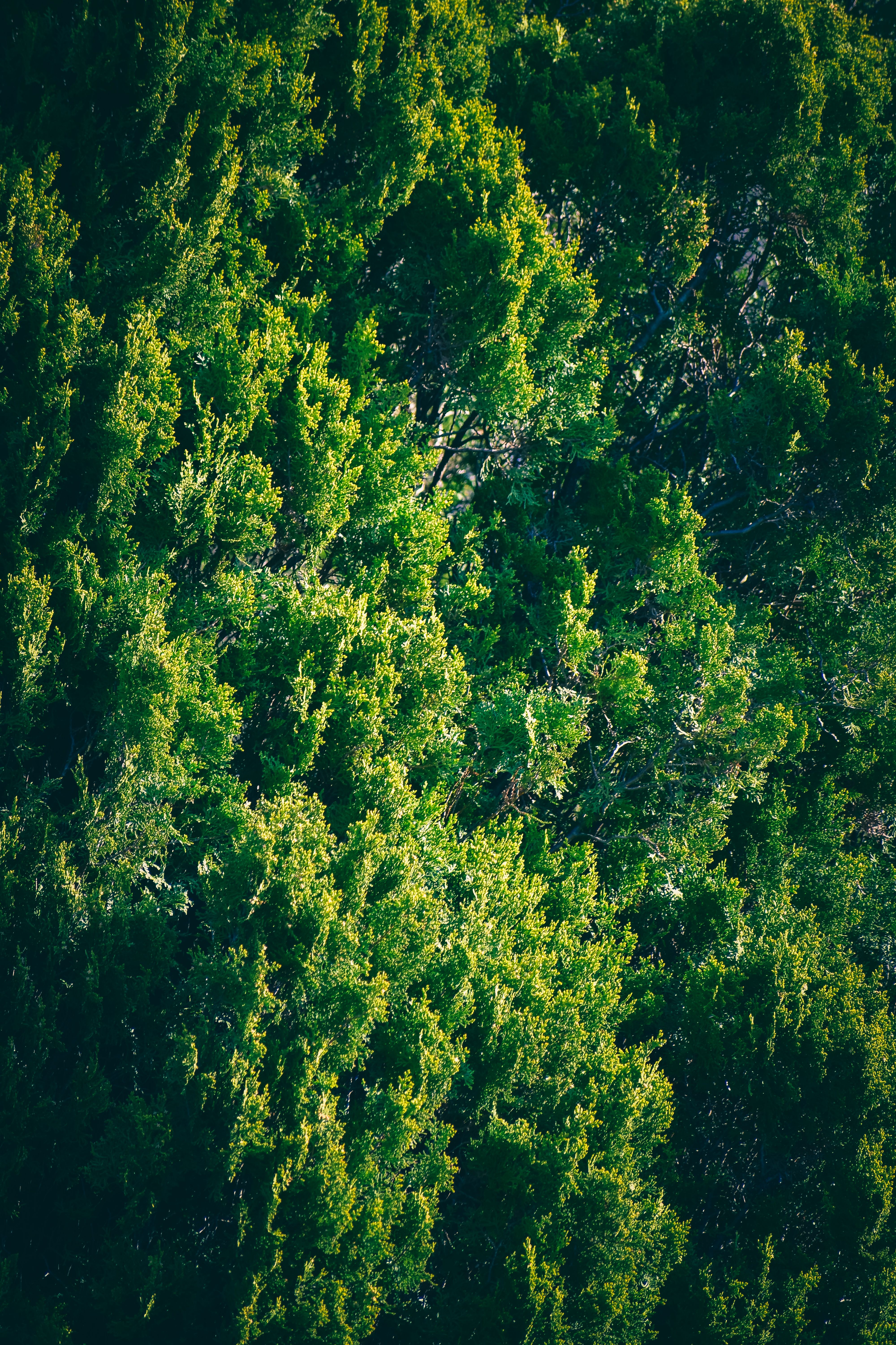 Green Trees · Free Stock Photo