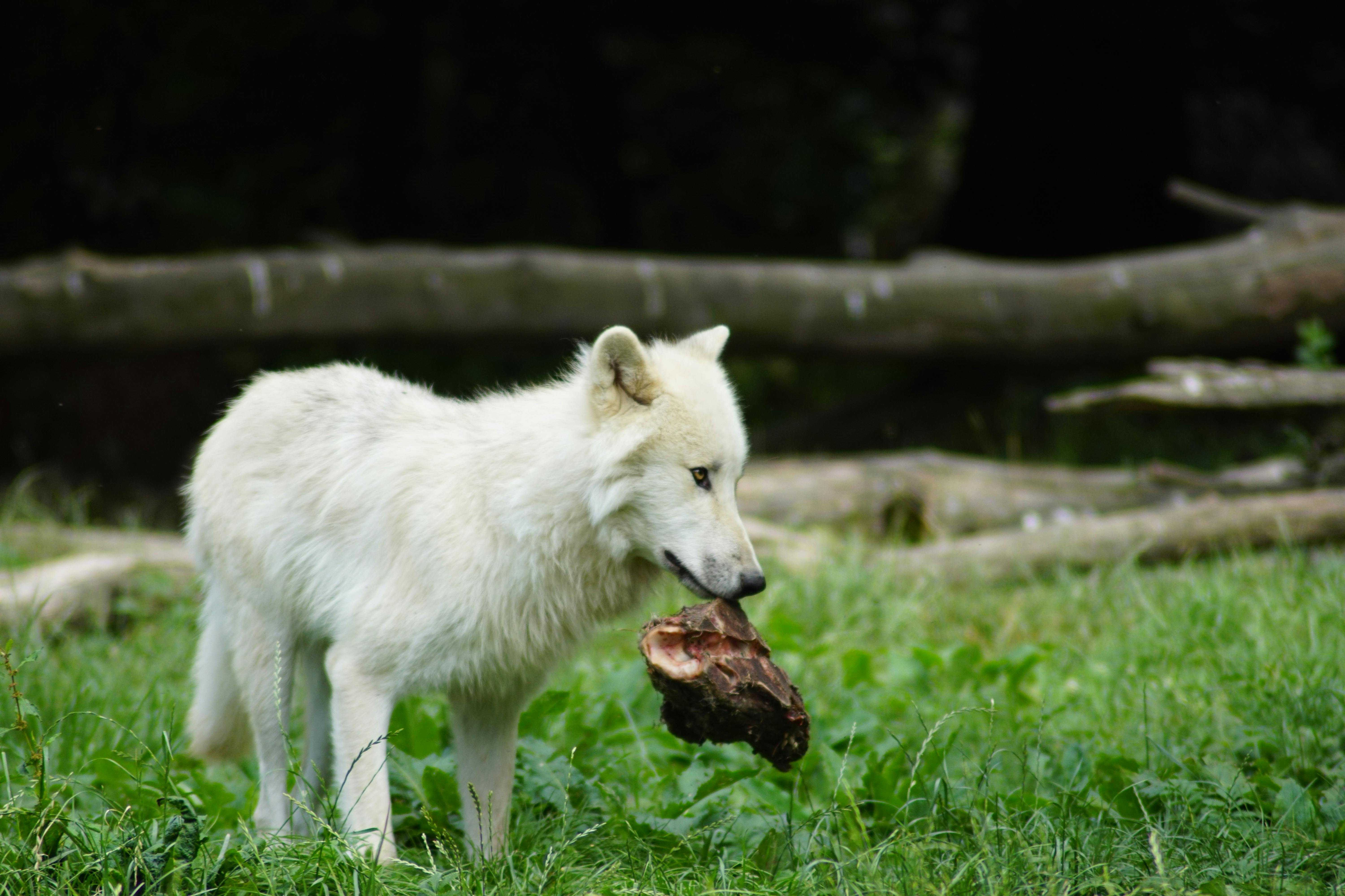 Free stock photo of loup