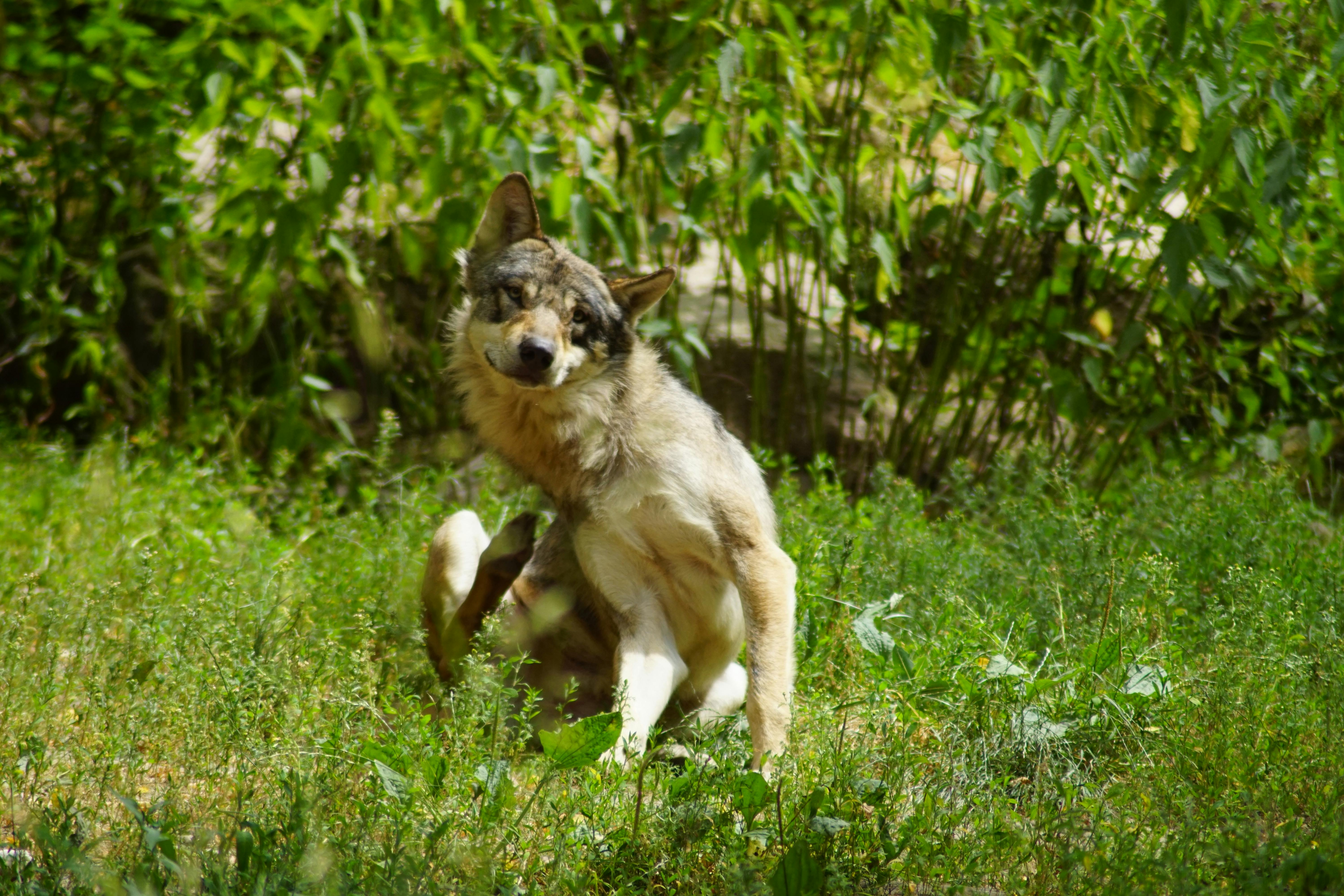 Free stock photo of loup