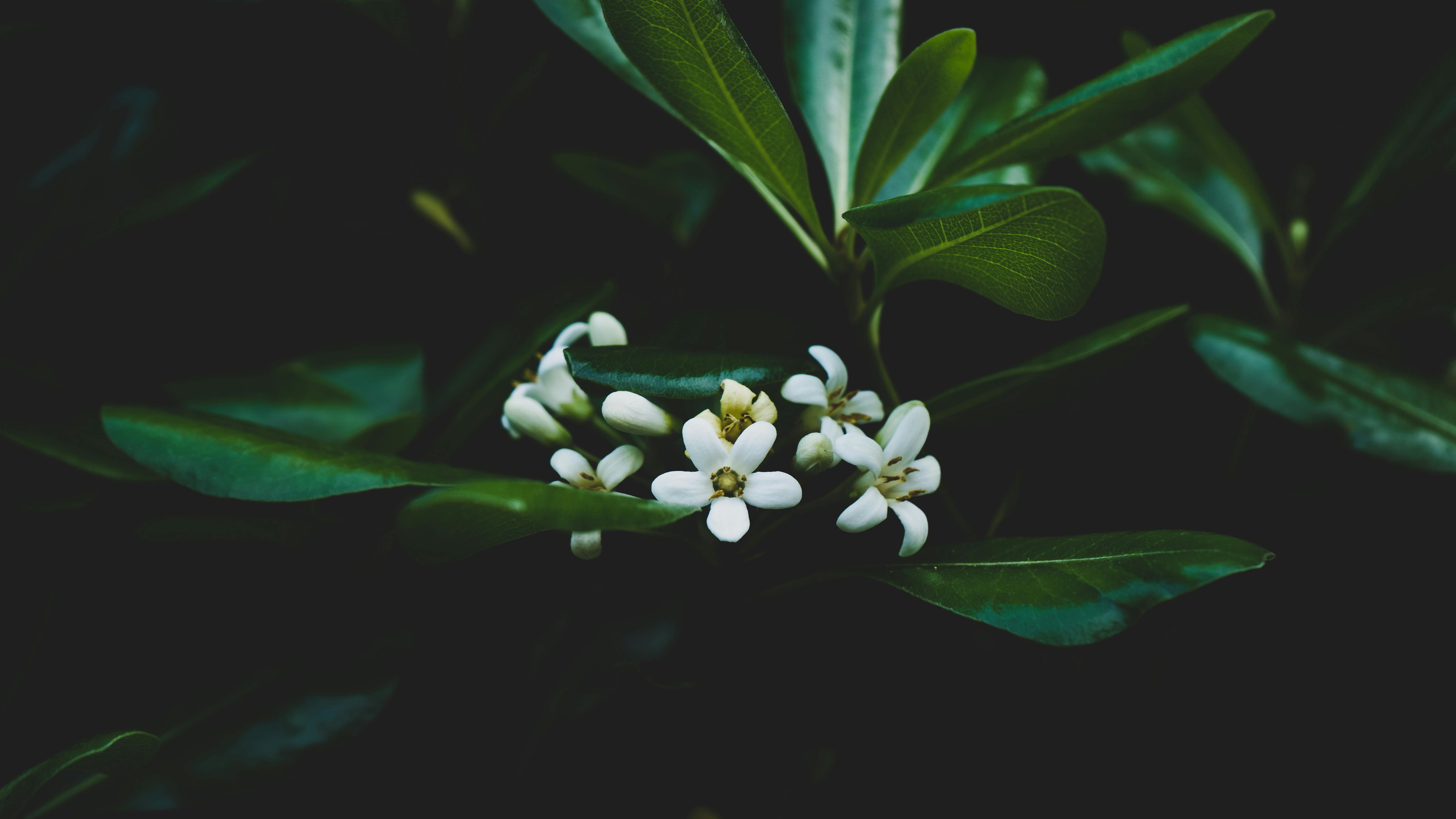 Close-Up Photo Of White Flowers · Free Stock Photo
