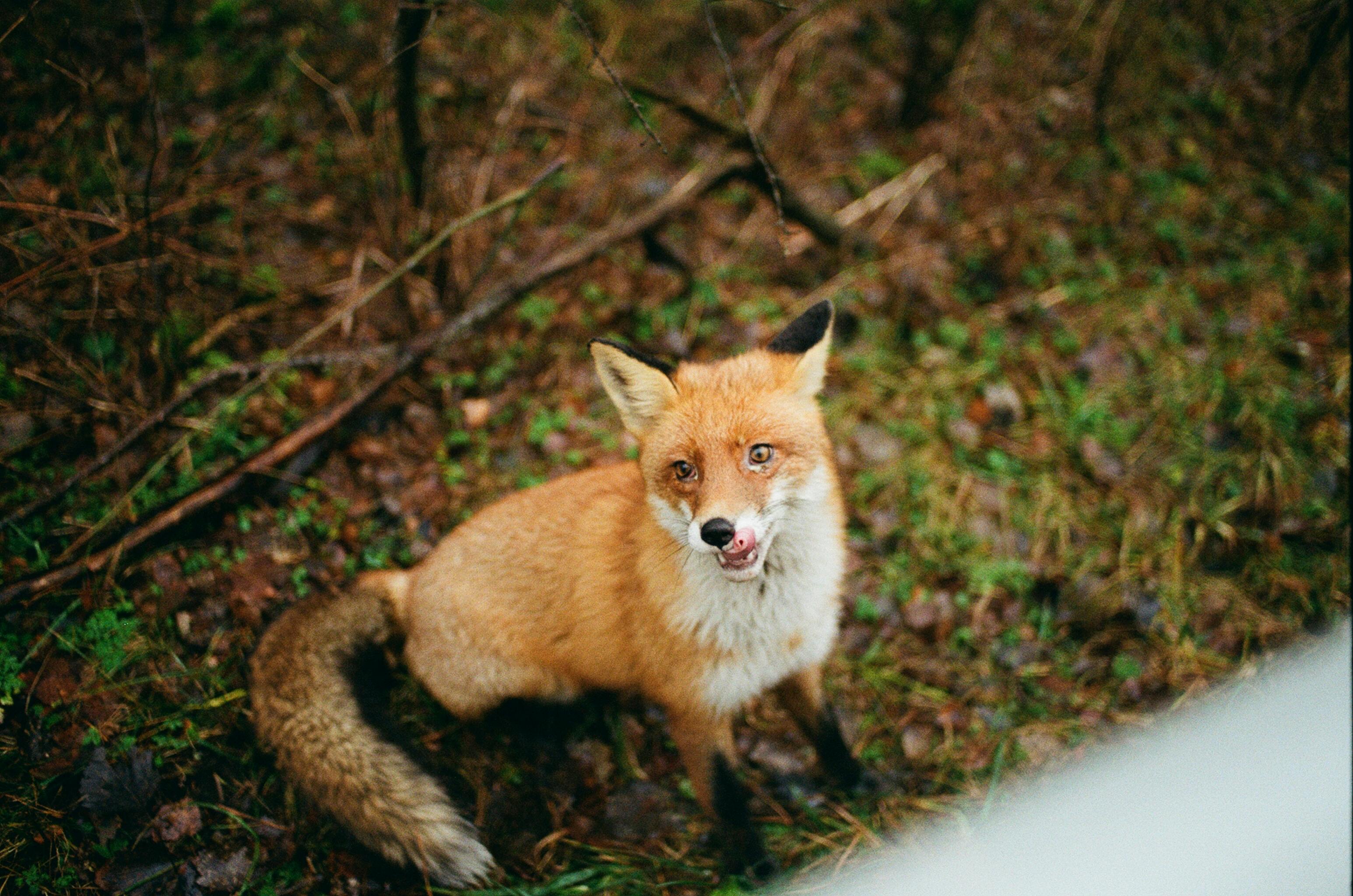 Fox Hunting Photos, Download The BEST Free Fox Hunting Stock Photos ...