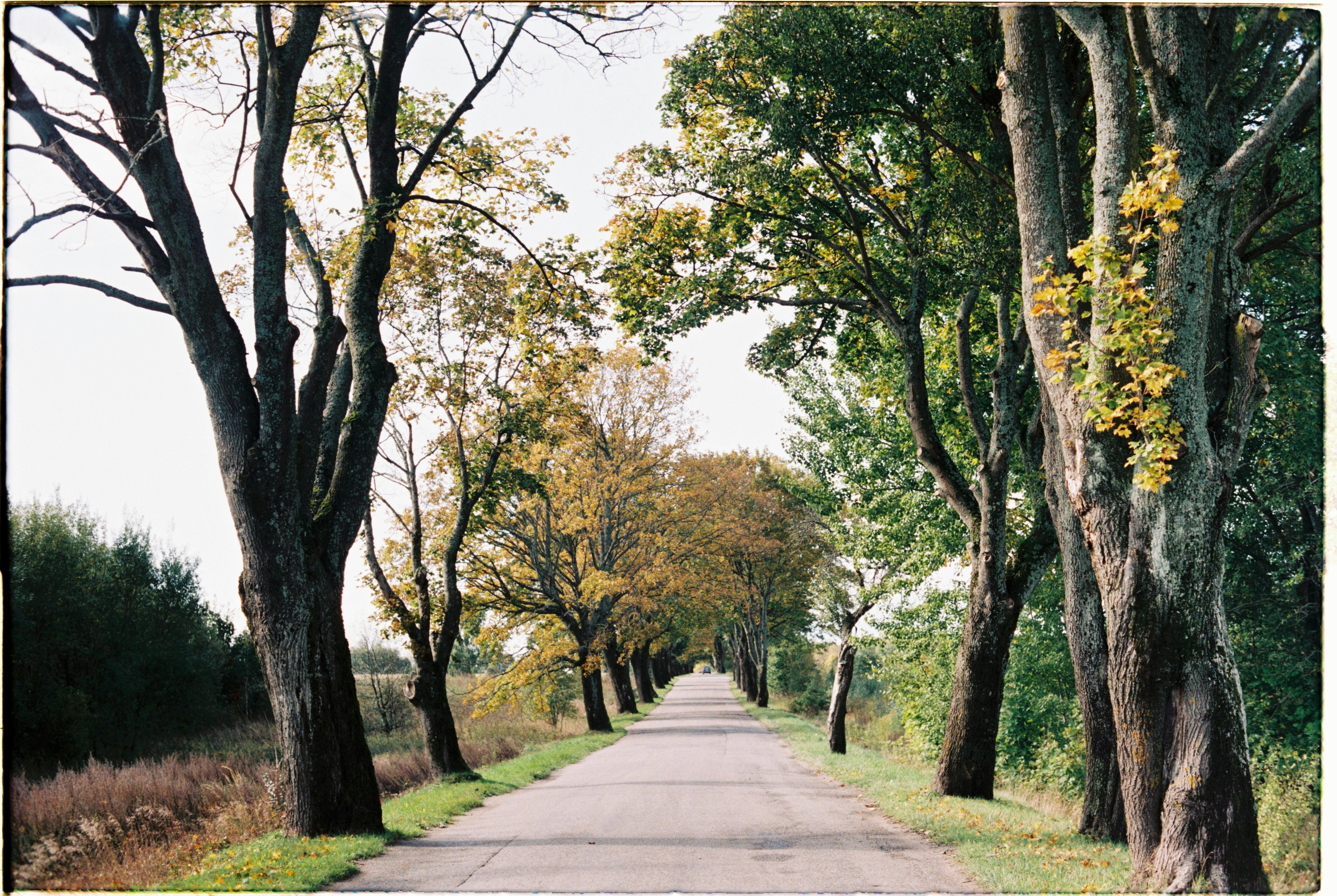 Gray Concrete Pathway Between Green Trees · Free Stock Photo