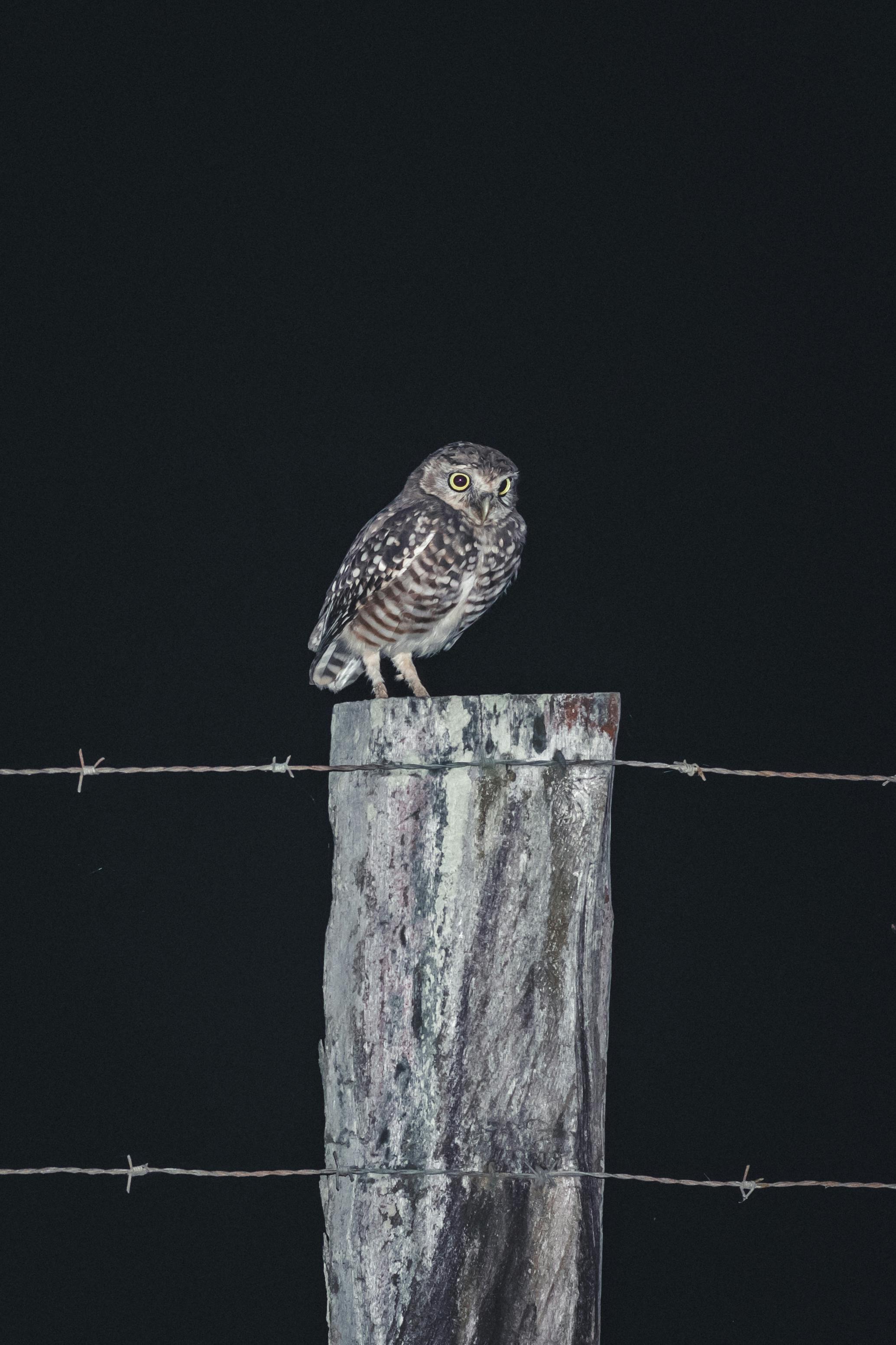 Night Owl Photos, Download The BEST Free Night Owl Stock Photos & HD Images