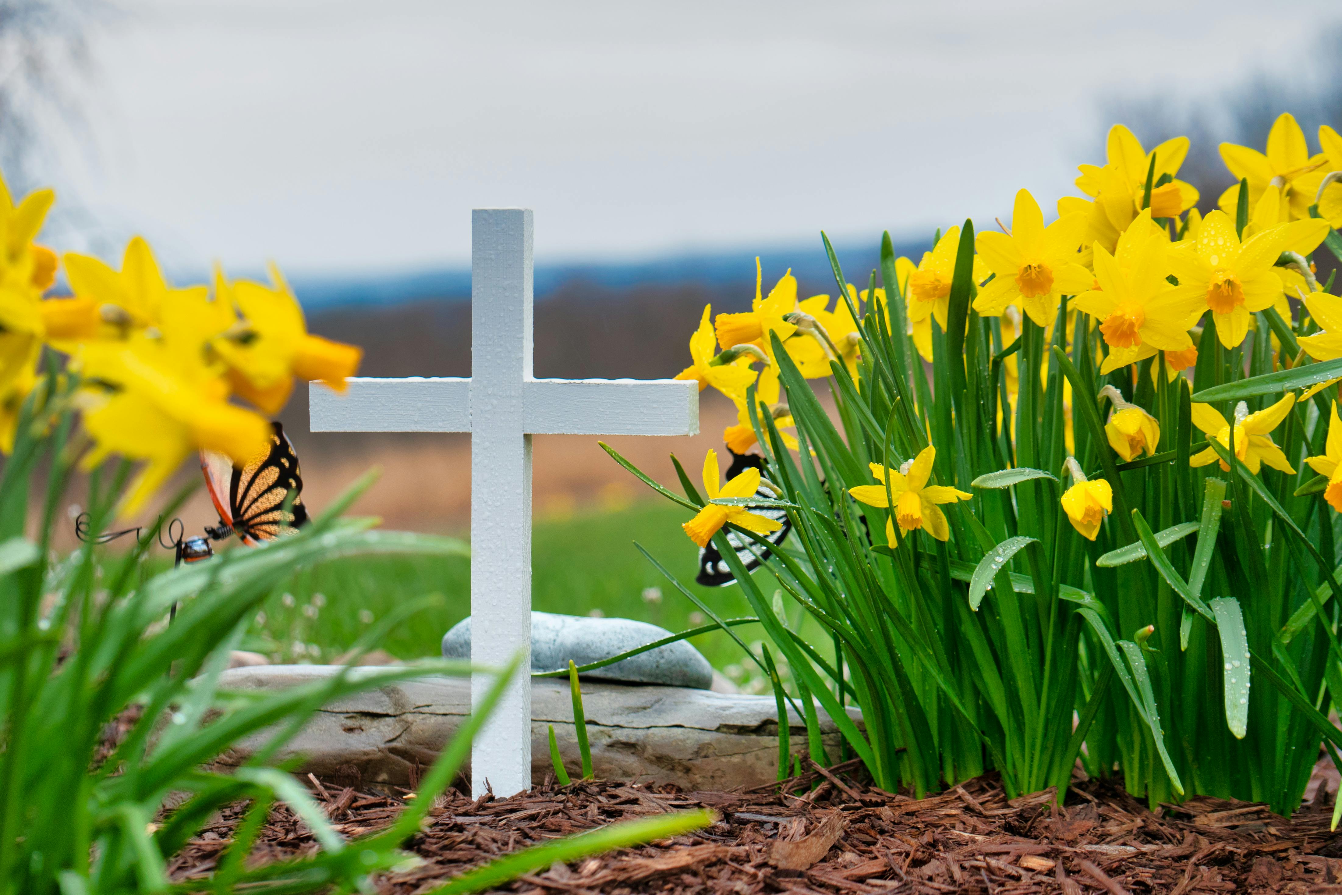 Christian cross surrounded by daffodils · Free Stock Photo