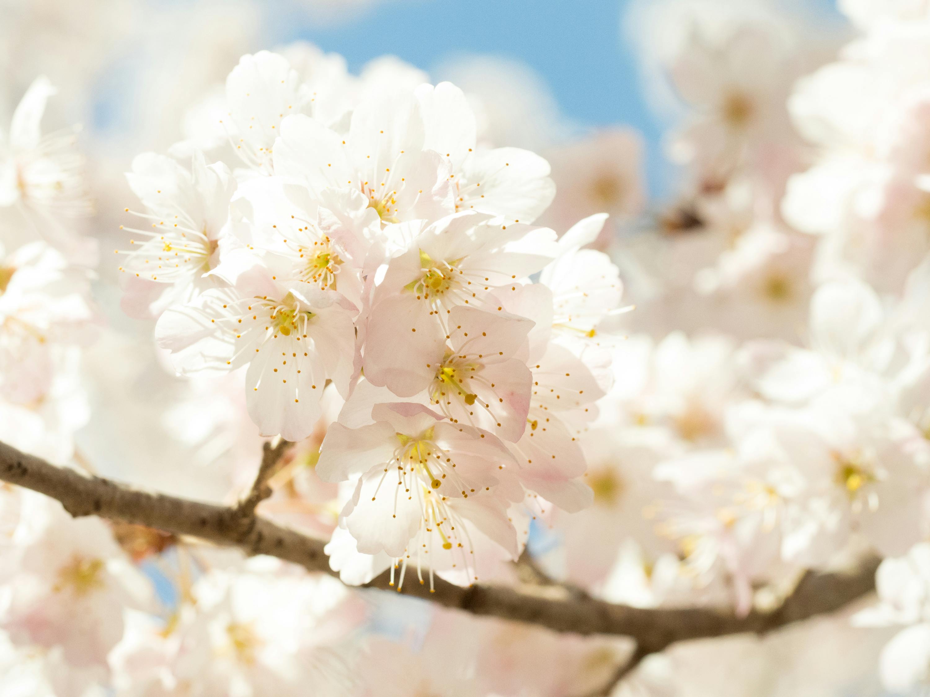 Blooming sakura in park in sunlight · Free Stock Photo