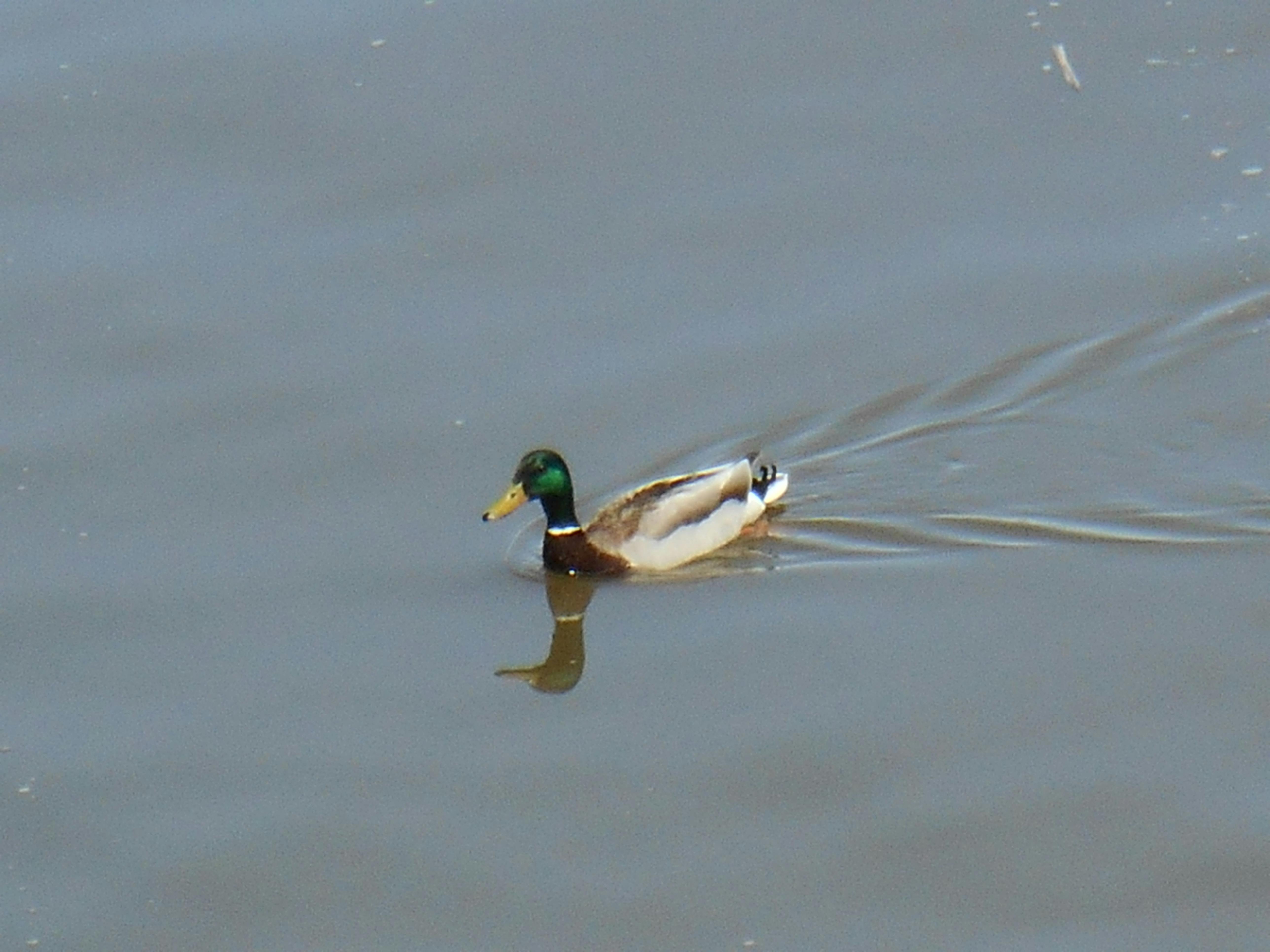 Animal 28 Photos & Videos Collected by Daniel Absi