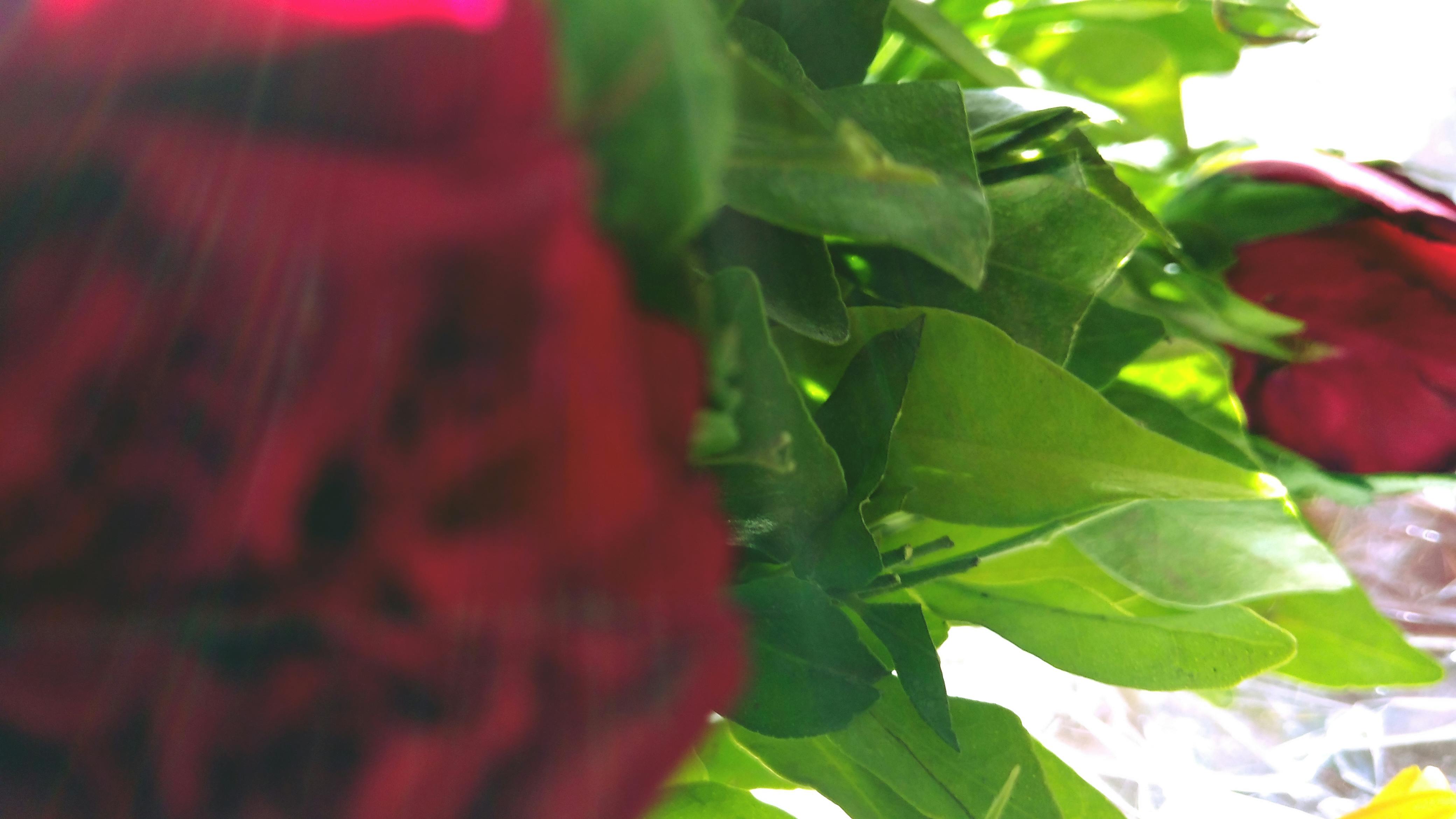 Free stock photo of green, red, roses