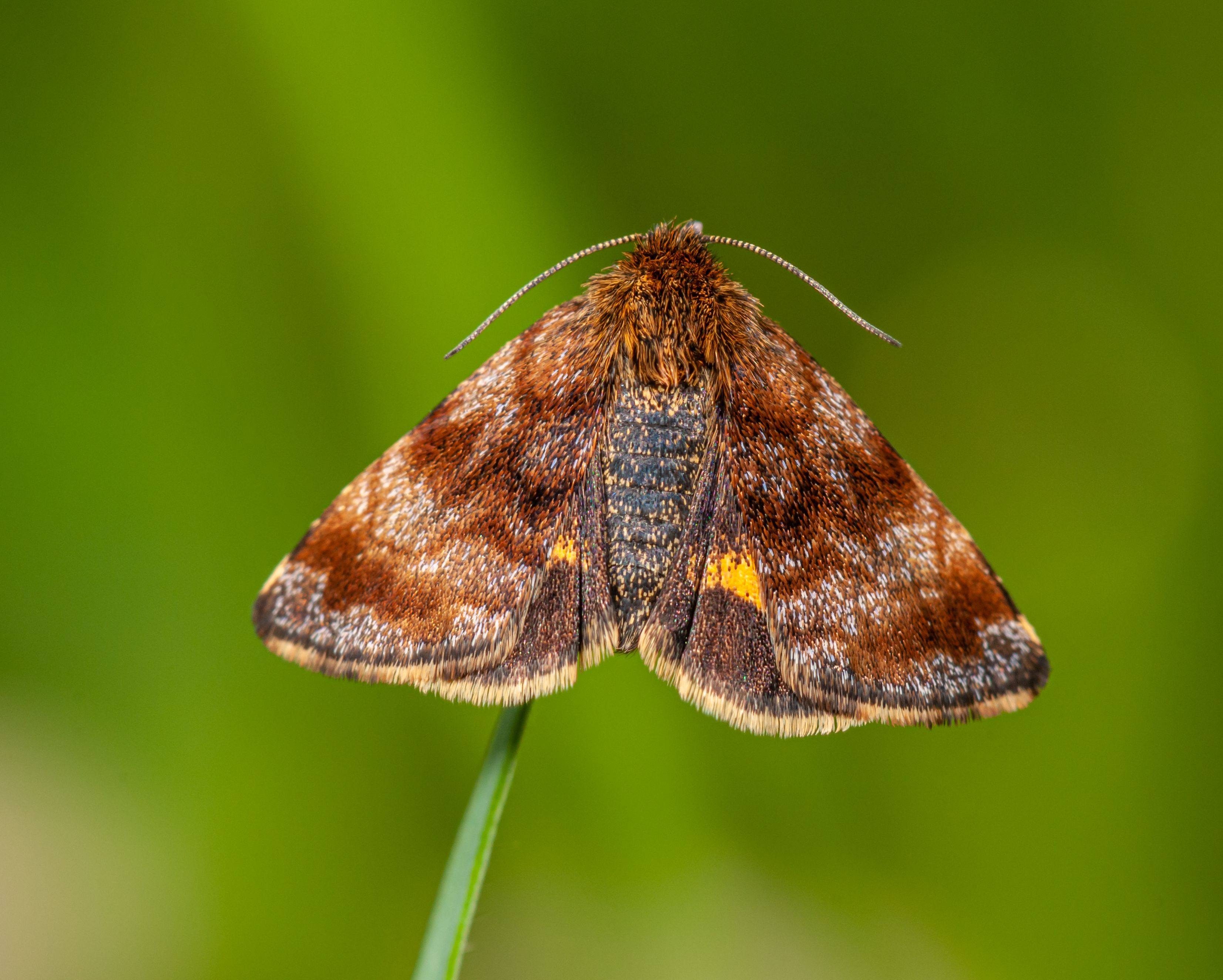 Moth Background Photos, Download The BEST Free Moth Background Stock ...
