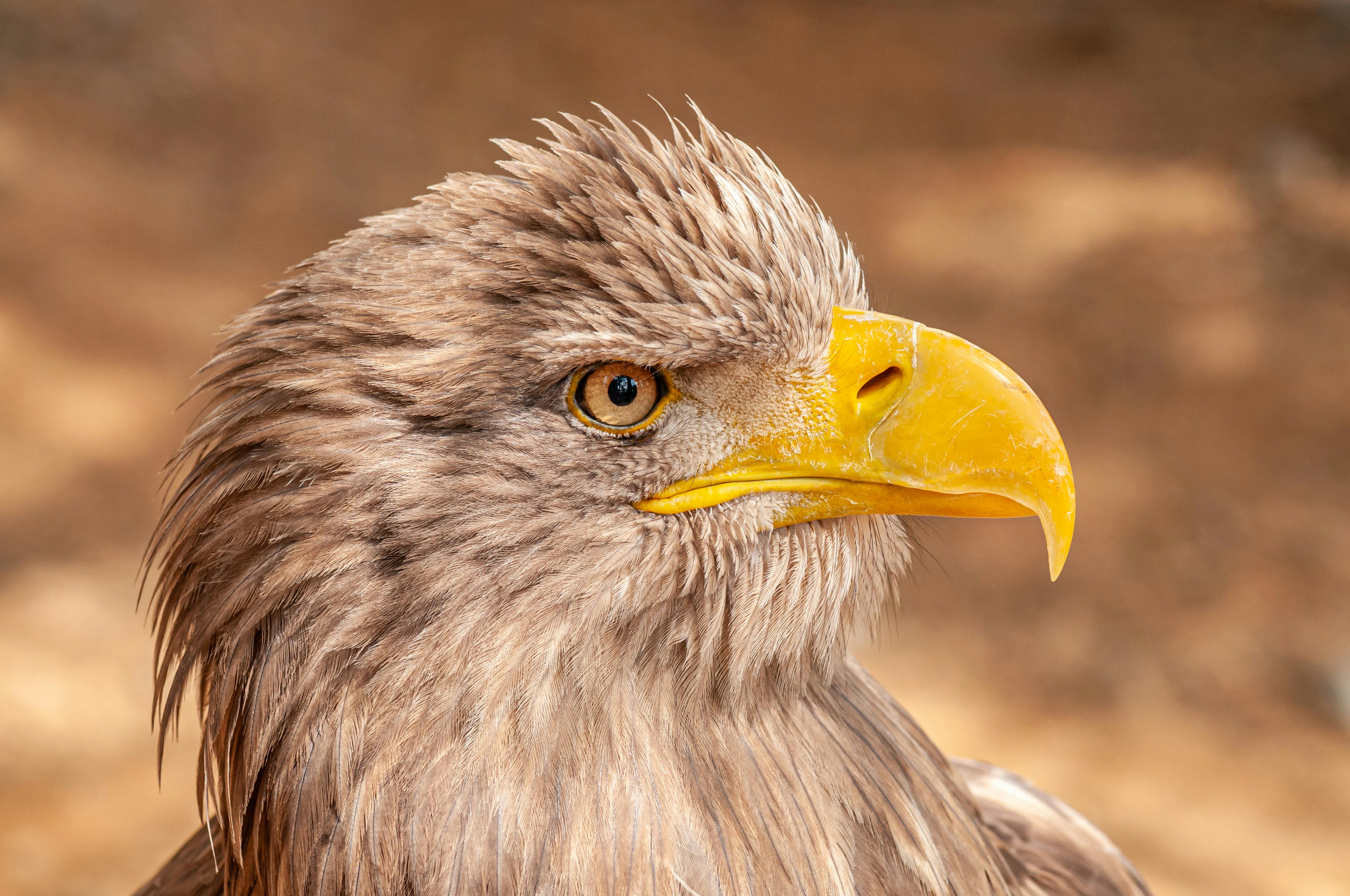 Bald eagle with yellow beak in zoological garden · Free Stock Photo
