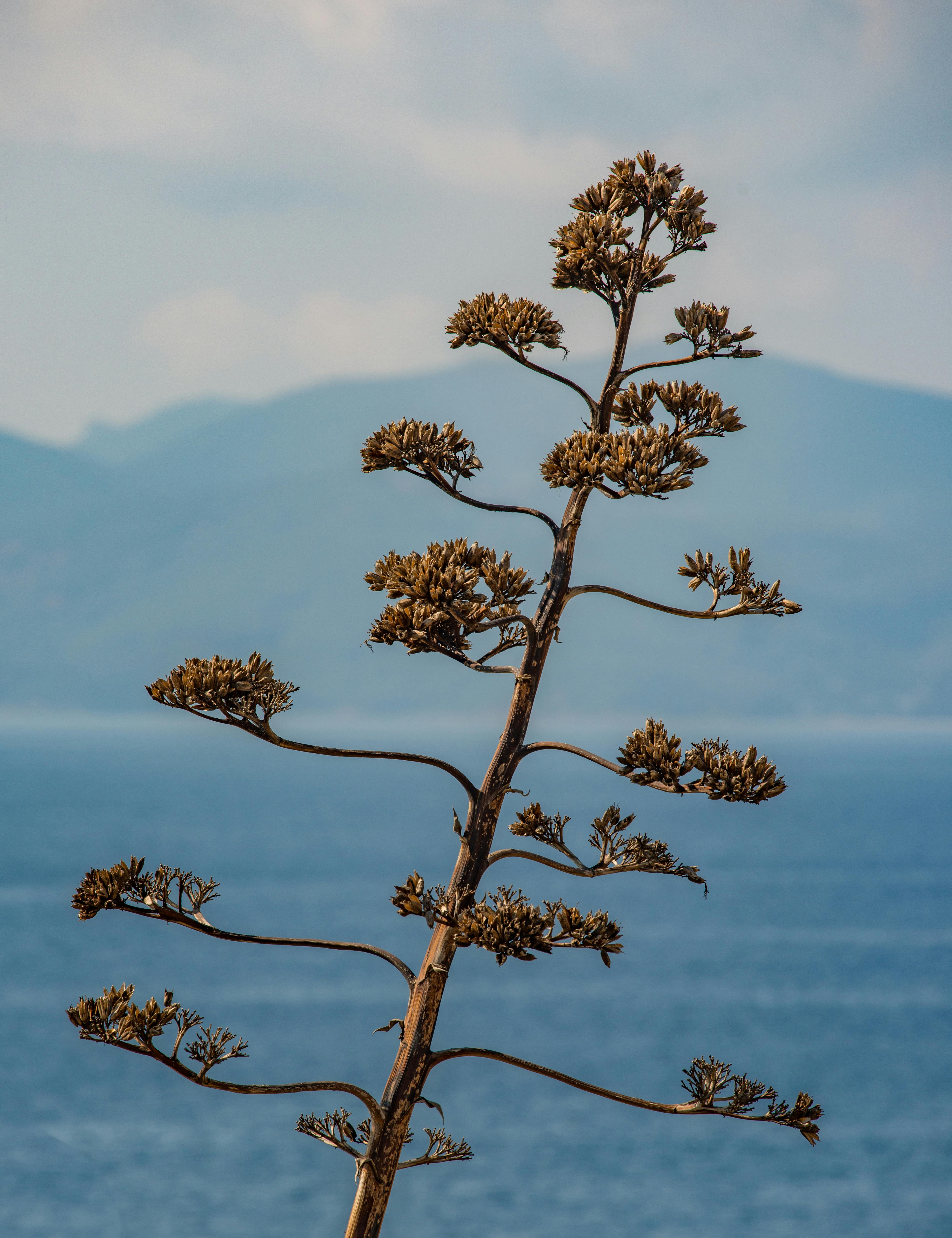 Dry thin tree growing on highlands · Free Stock Photo