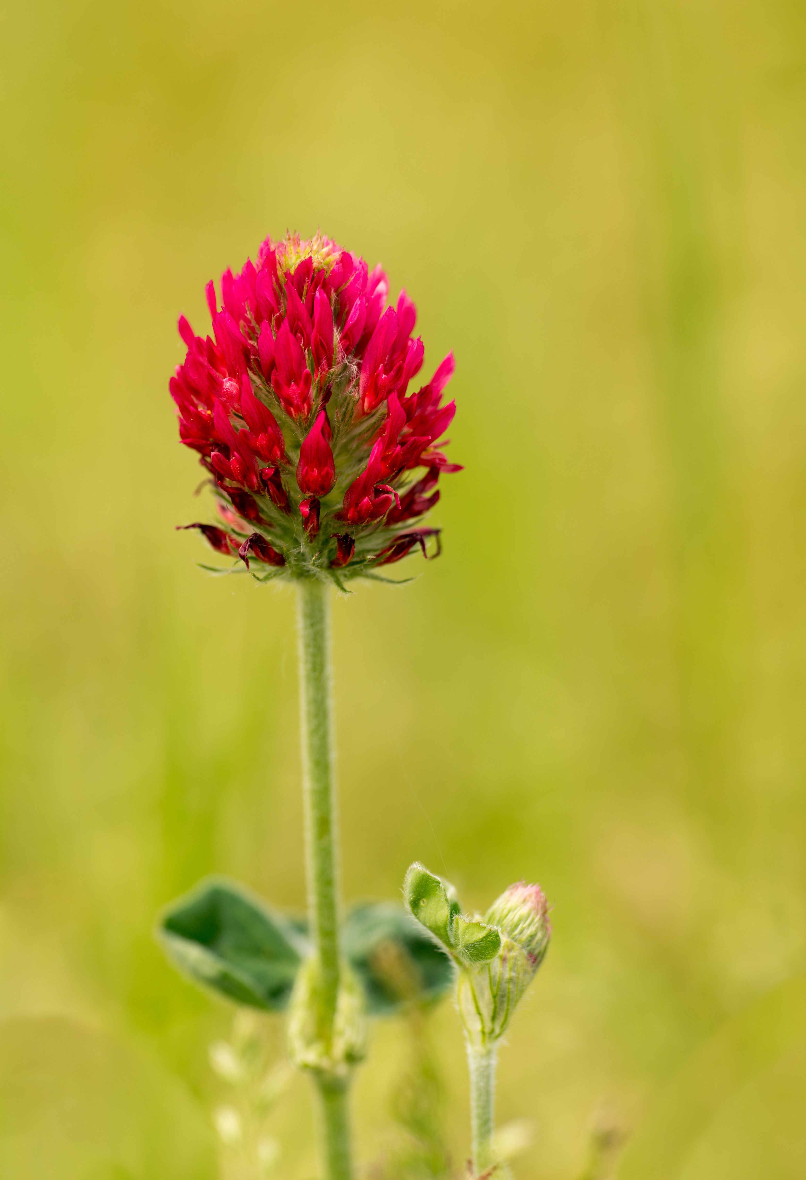 Field Of Clover Photos, Download The BEST Free Field Of Clover Stock ...