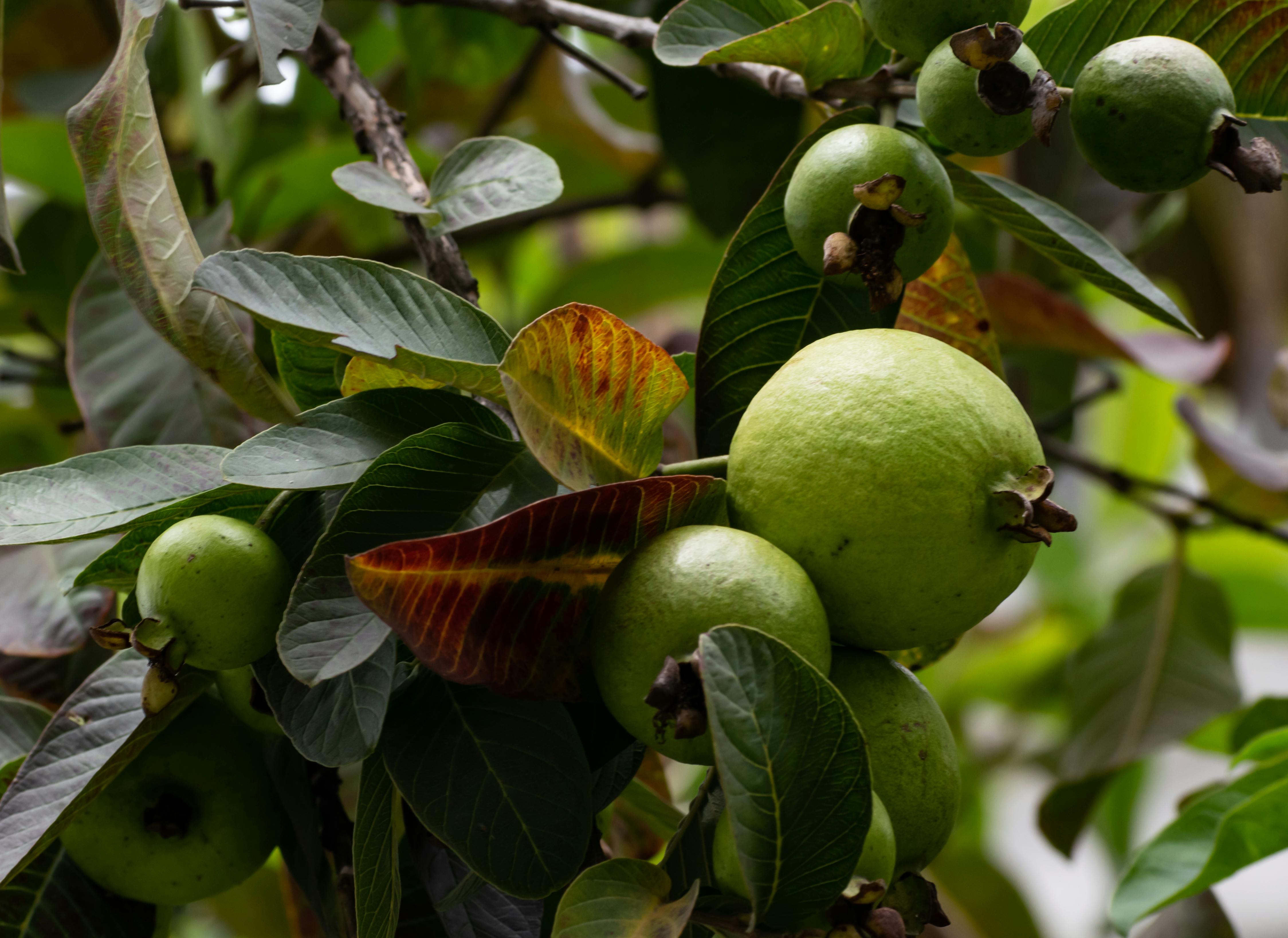 Guava Photos, Download The BEST Free Guava Stock Photos & HD Images