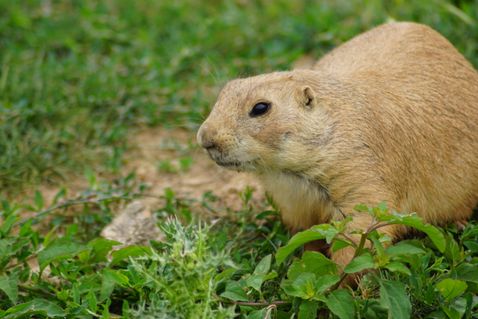 Pocket Gophers vs Moles: Identify & Stop Damage Easily