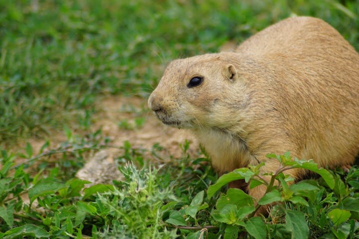 When Are Pocket Gophers Most Active: Daily & Yearly Guide