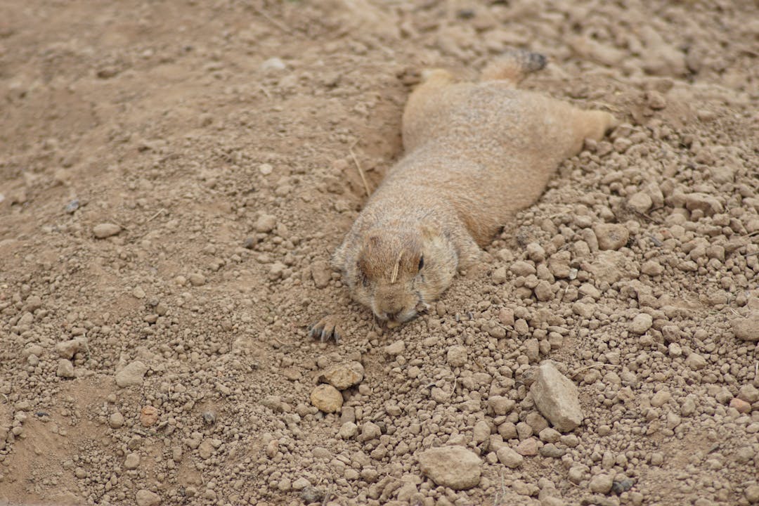 What Do Pocket Gophers Eat in Gardens and Wild?