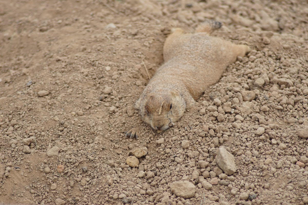 What Do Pocket Gophers Eat in Gardens and Wild?