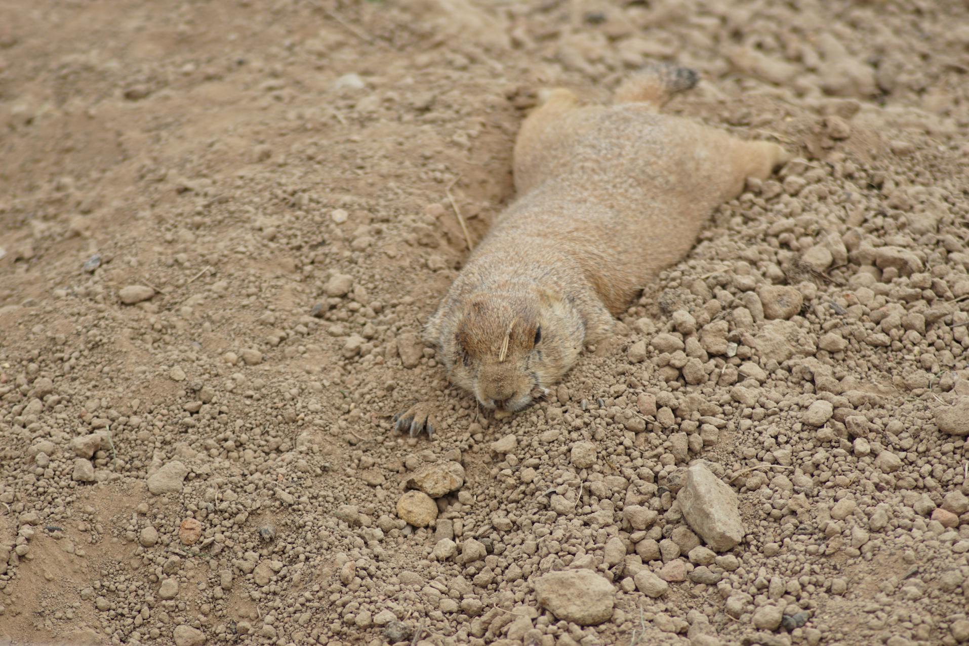 What Do Pocket Gophers Eat in Gardens and Wild?