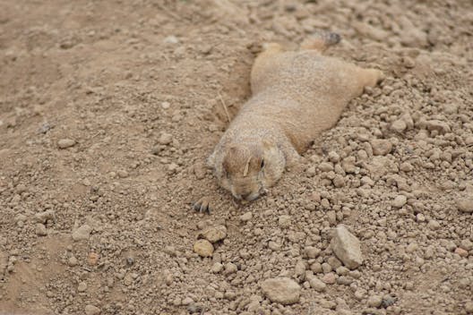 What Do Pocket Gophers Eat in Gardens and Wild?