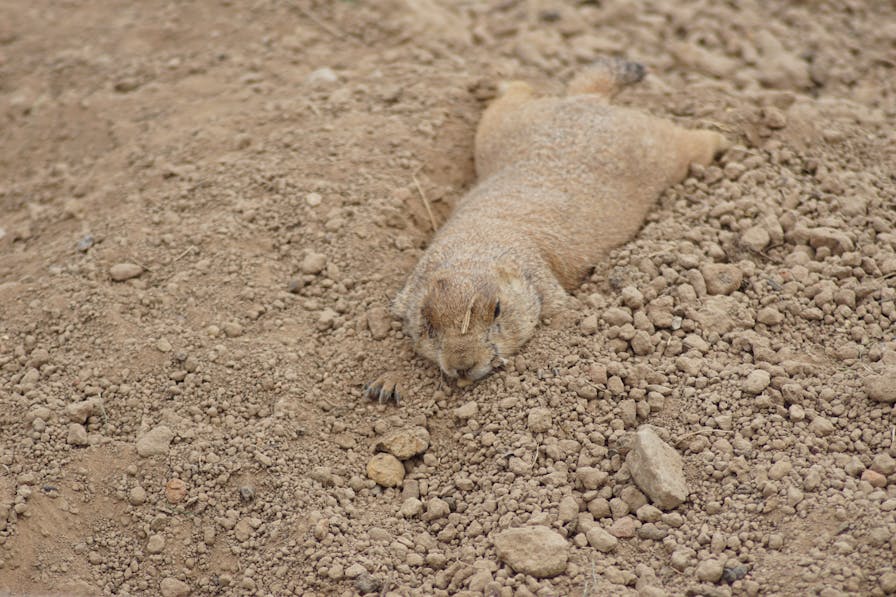 What Do Pocket Gophers Eat in Gardens and Wild?