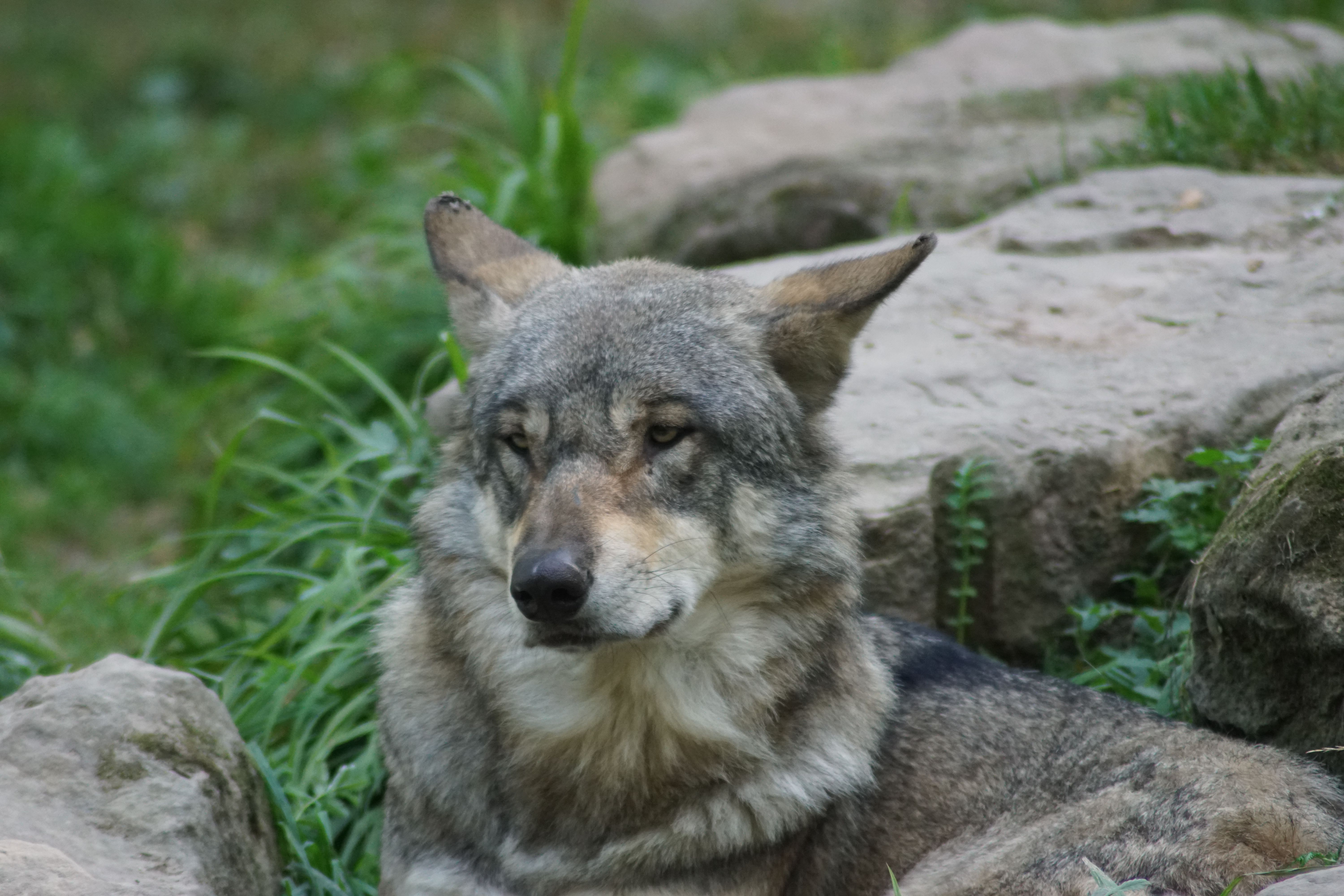 Wolves, Foxes, & Coyotes 31 Photos & Videos Collected by A B