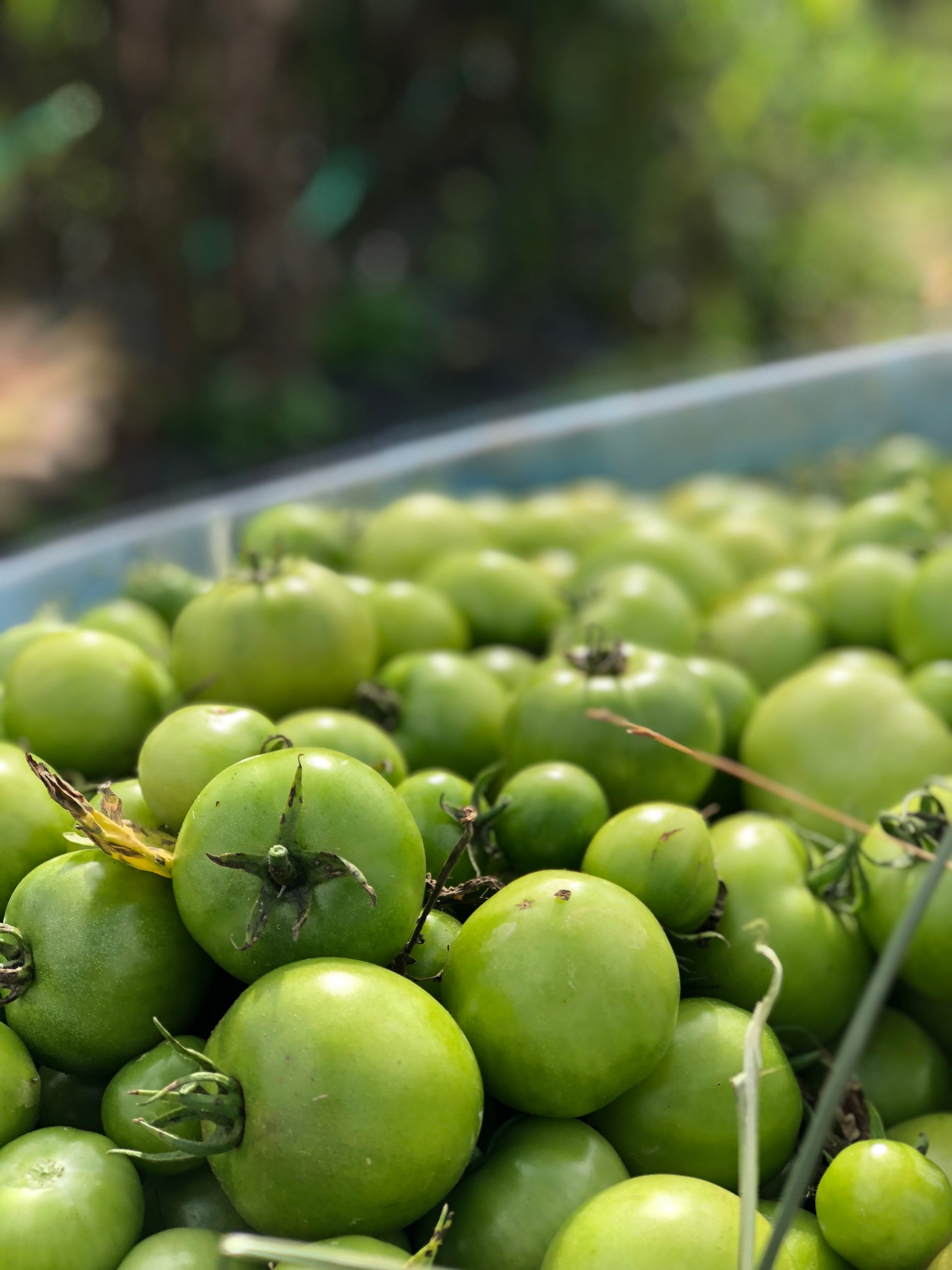 Red and Green Tomato Fruits · Free Stock Photo