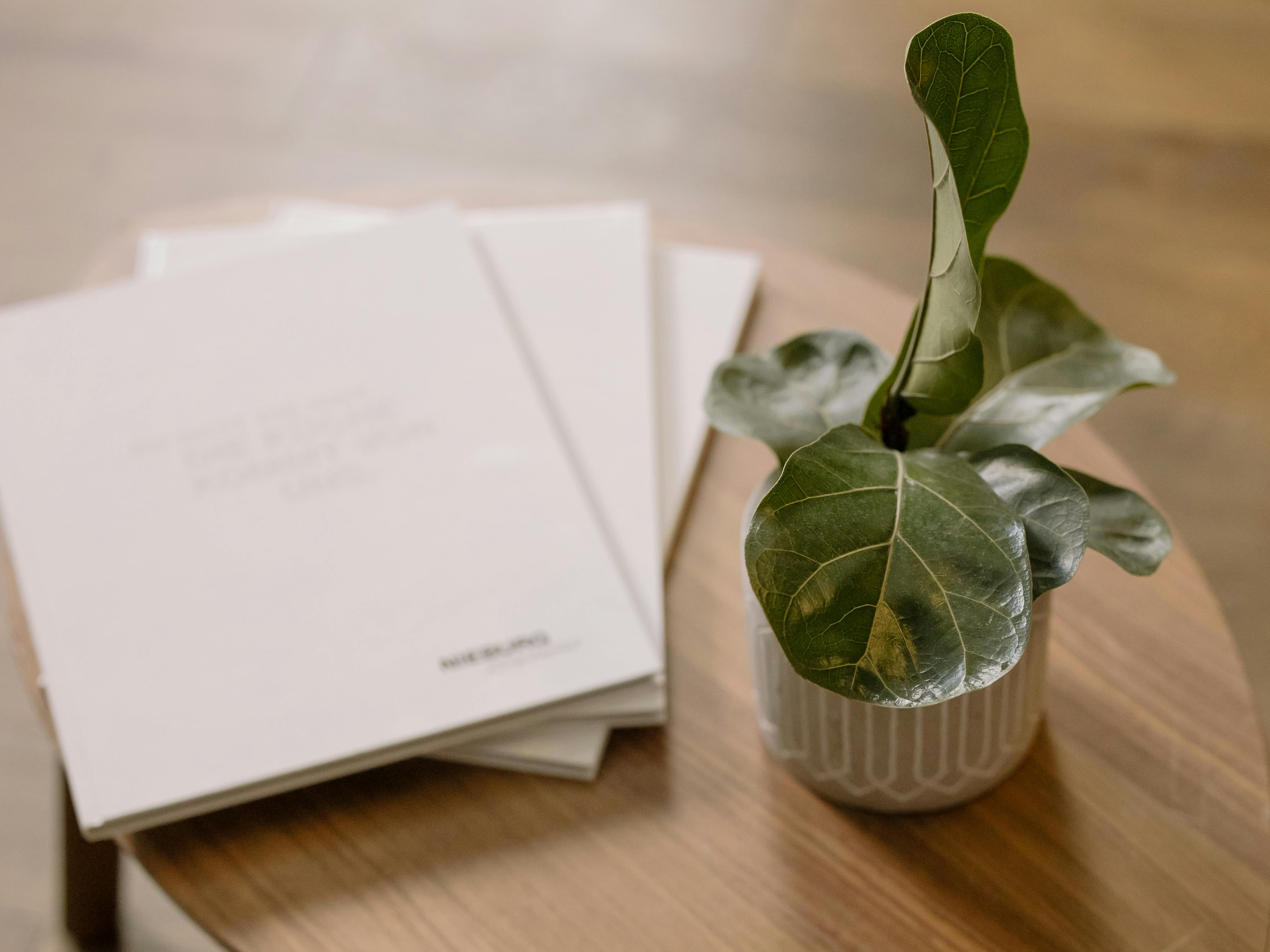 Green Potted Plant on Wooden Table Top · Free Stock Photo
