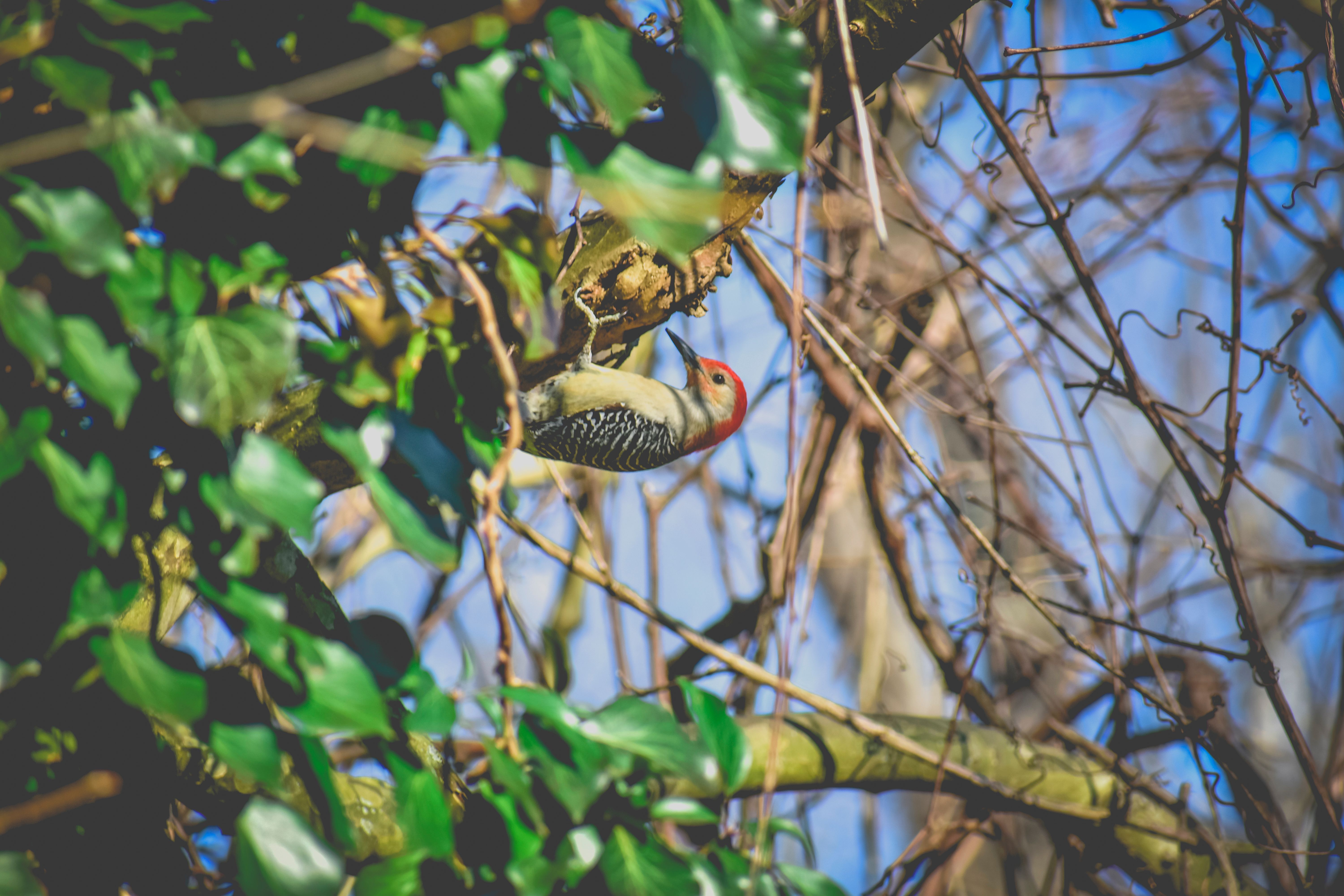Adorable red crowned woodpecker pecking tree in forest · Free Stock Photo