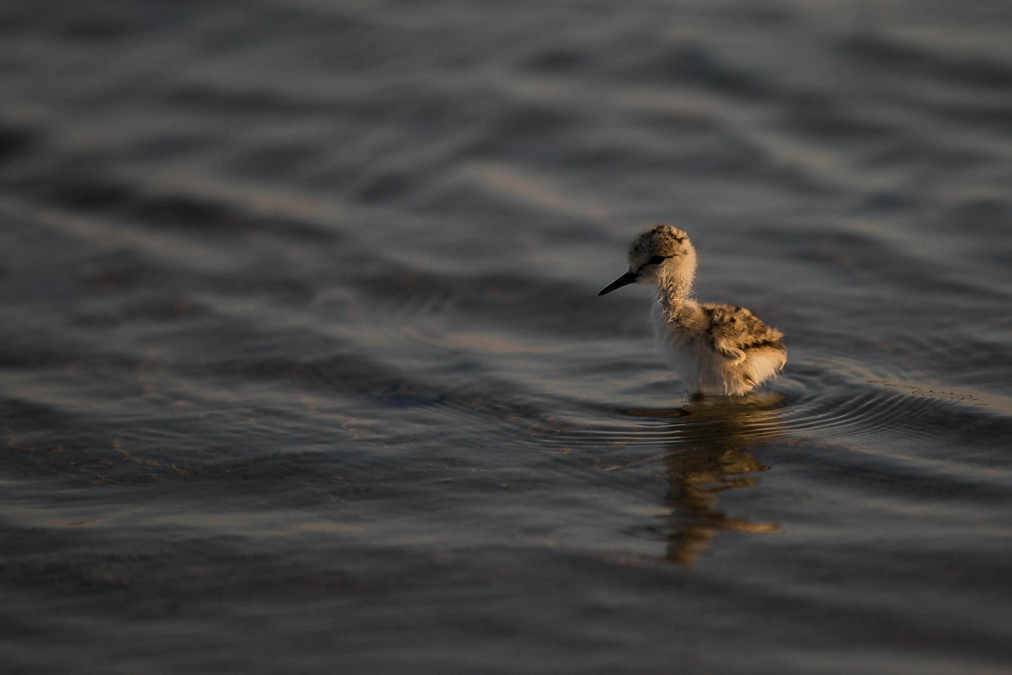 Hatchling on Water in Close Up shot · Free Stock Photo