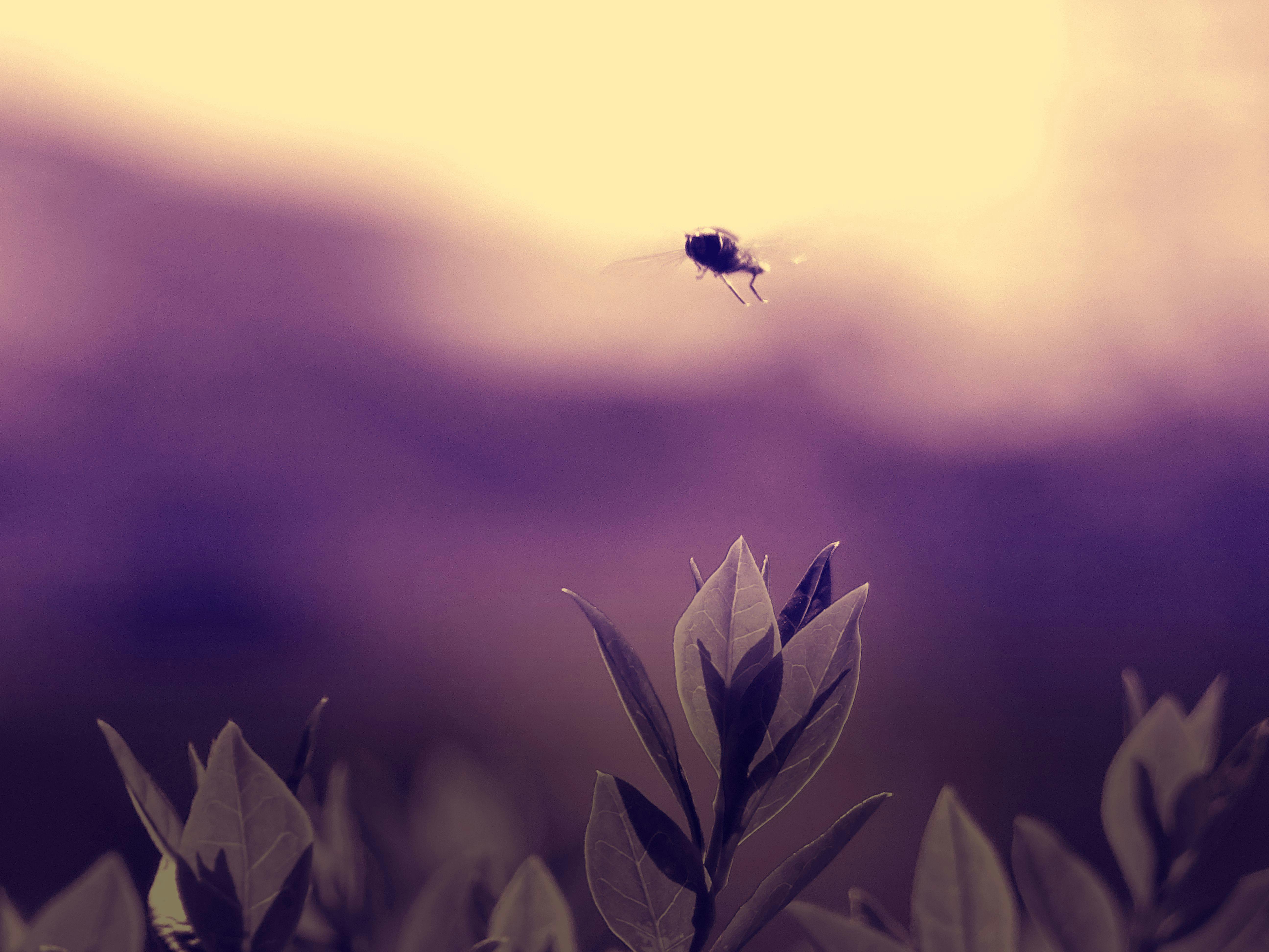 Selective Focus Photography of Fly · Free Stock Photo