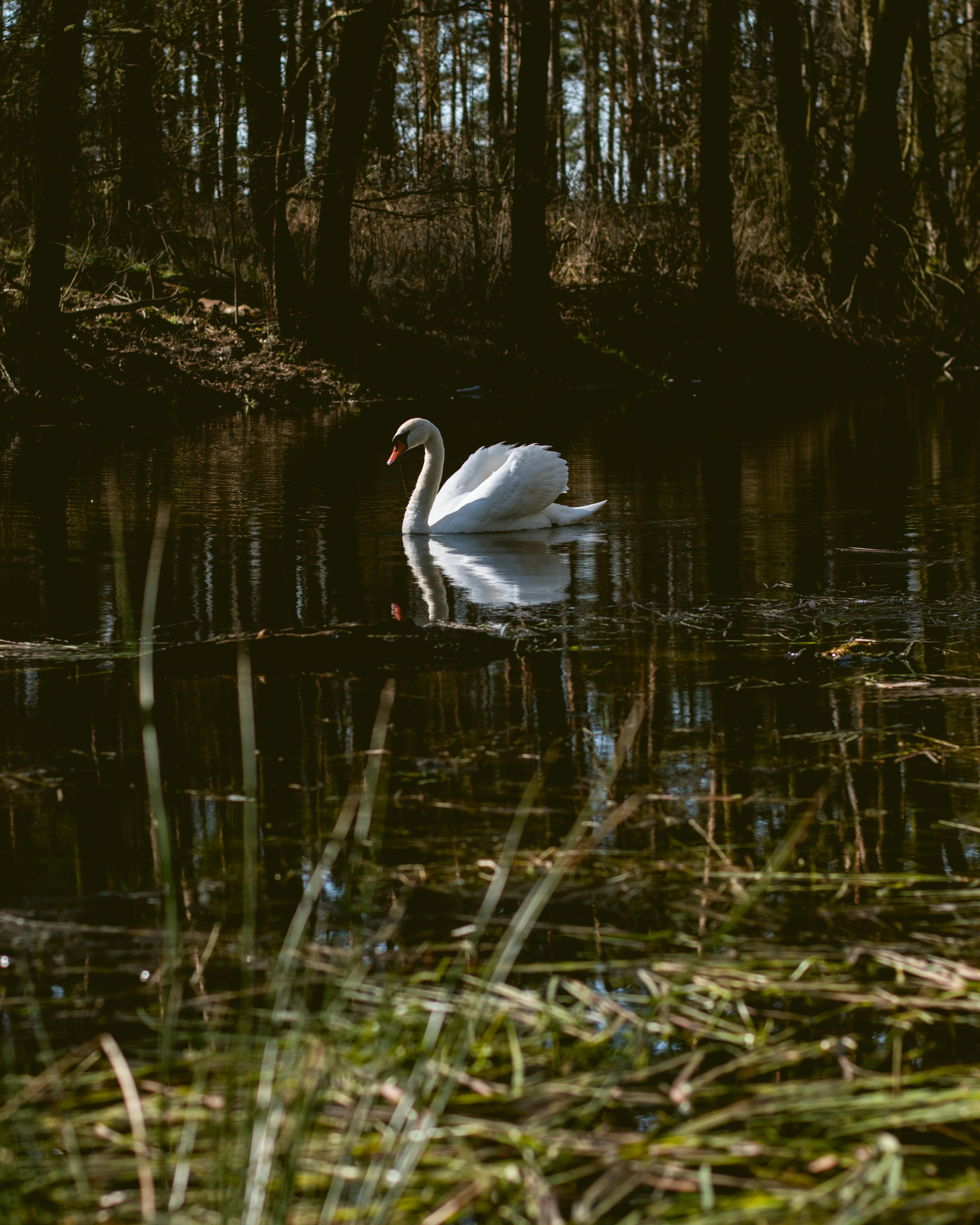 A White Swan on the Swamp · Free Stock Photo