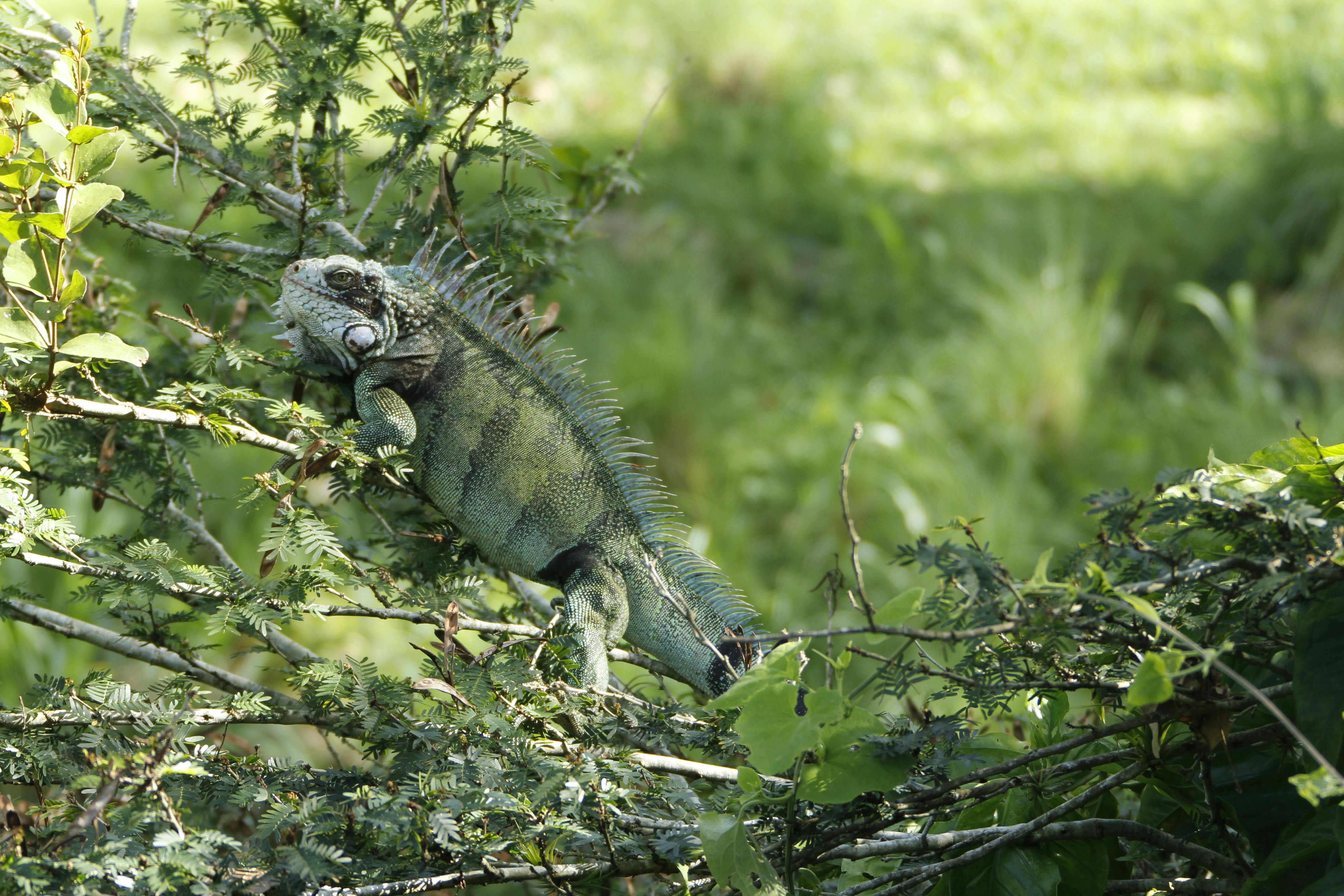 Brown and Green Iguana on Grass Field · Free Stock Photo