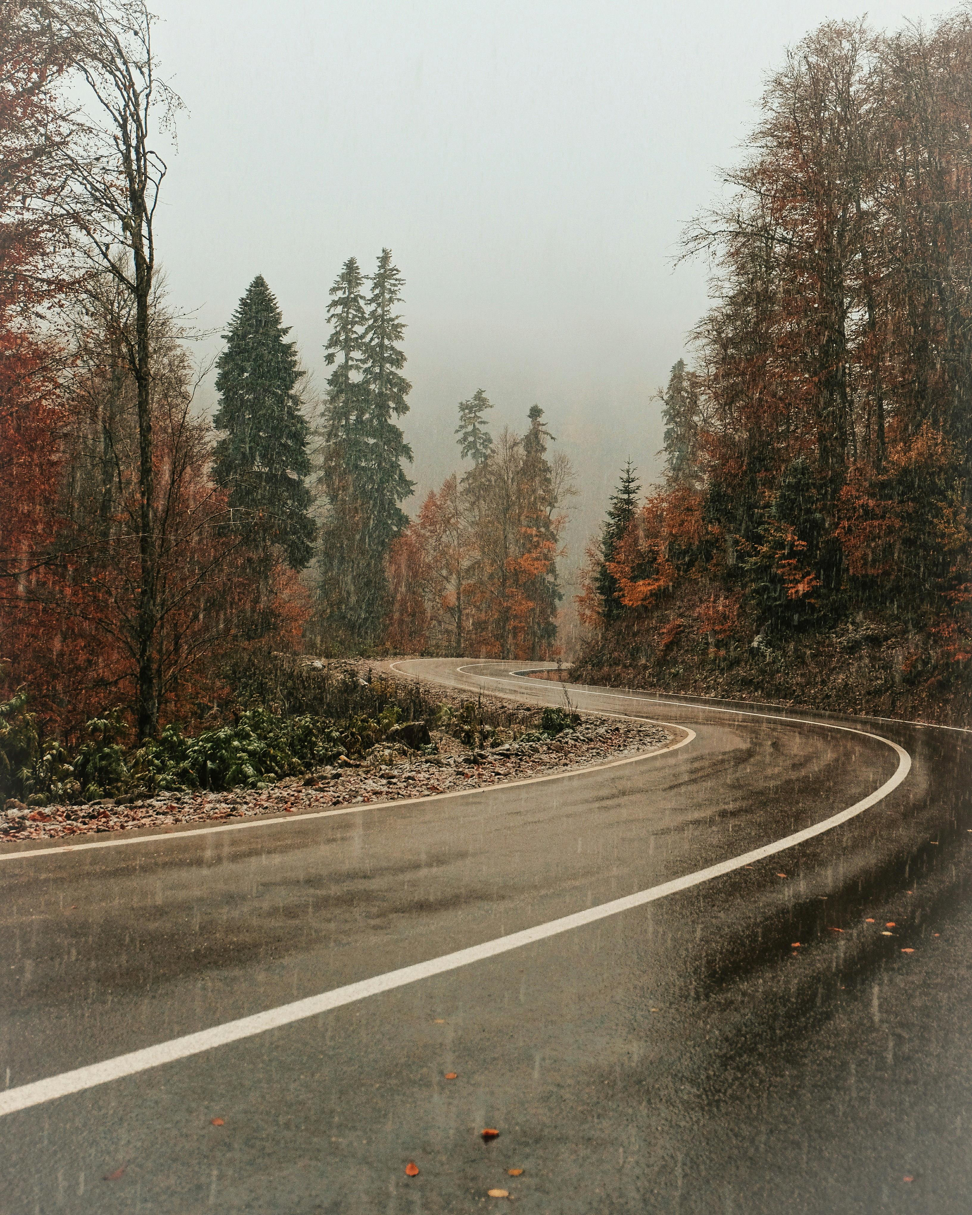 Curvy asphalt road among autumn forest in rain · Free Stock Photo