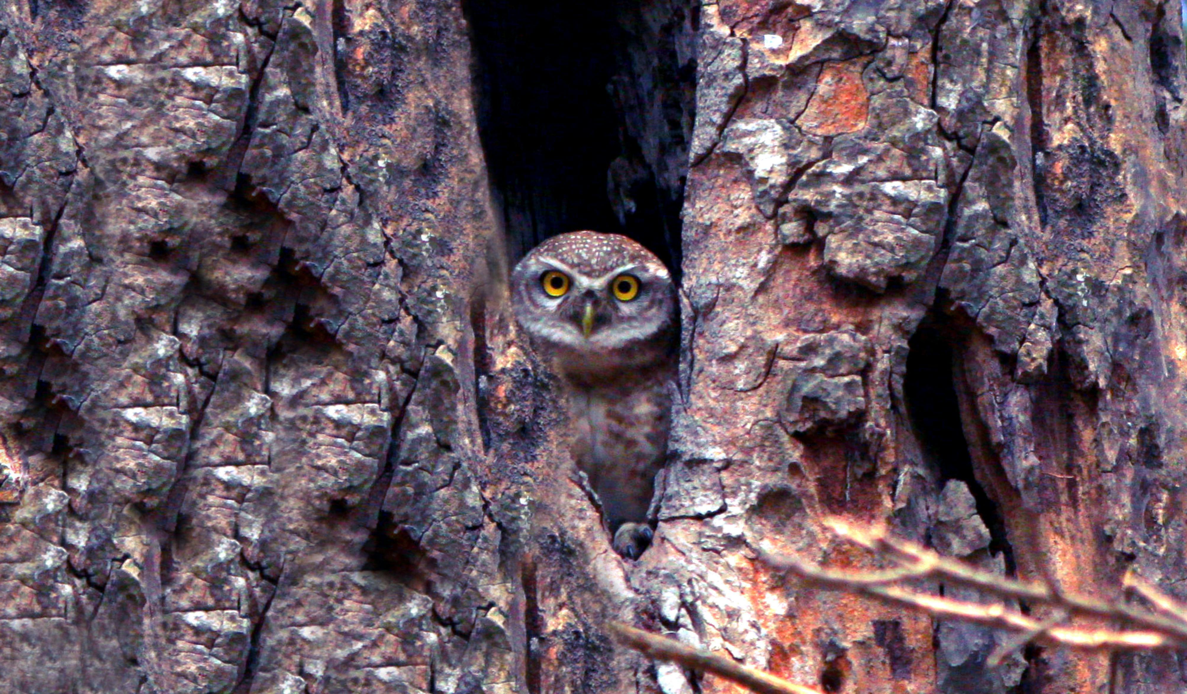 Md Sajjad Hossain · Photography