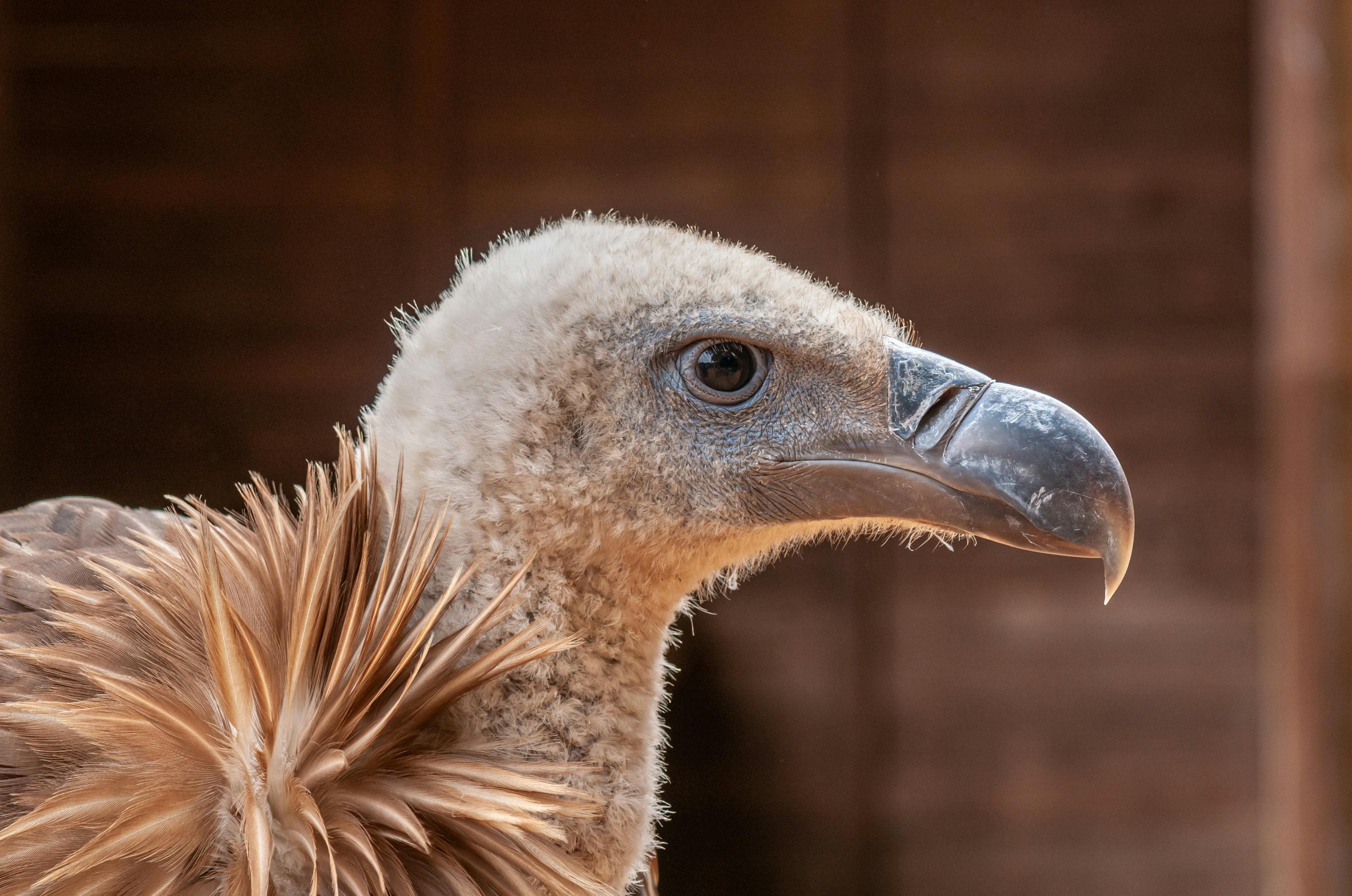 Close-Up Photo Of An Eaglet · Free Stock Photo