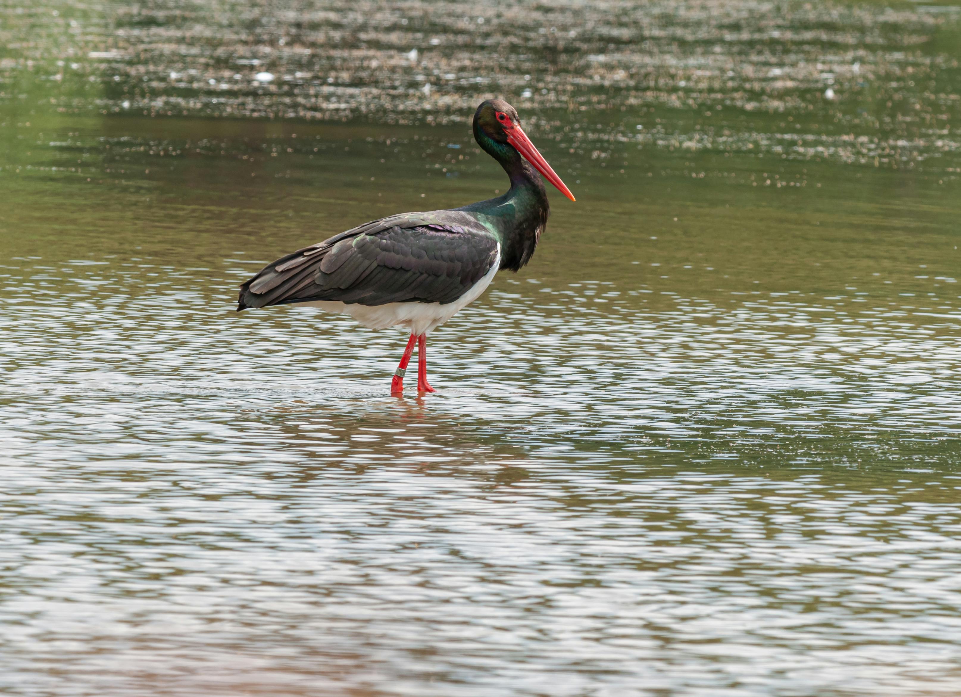 Photo Of Bird Standing On Water · Free Stock Photo