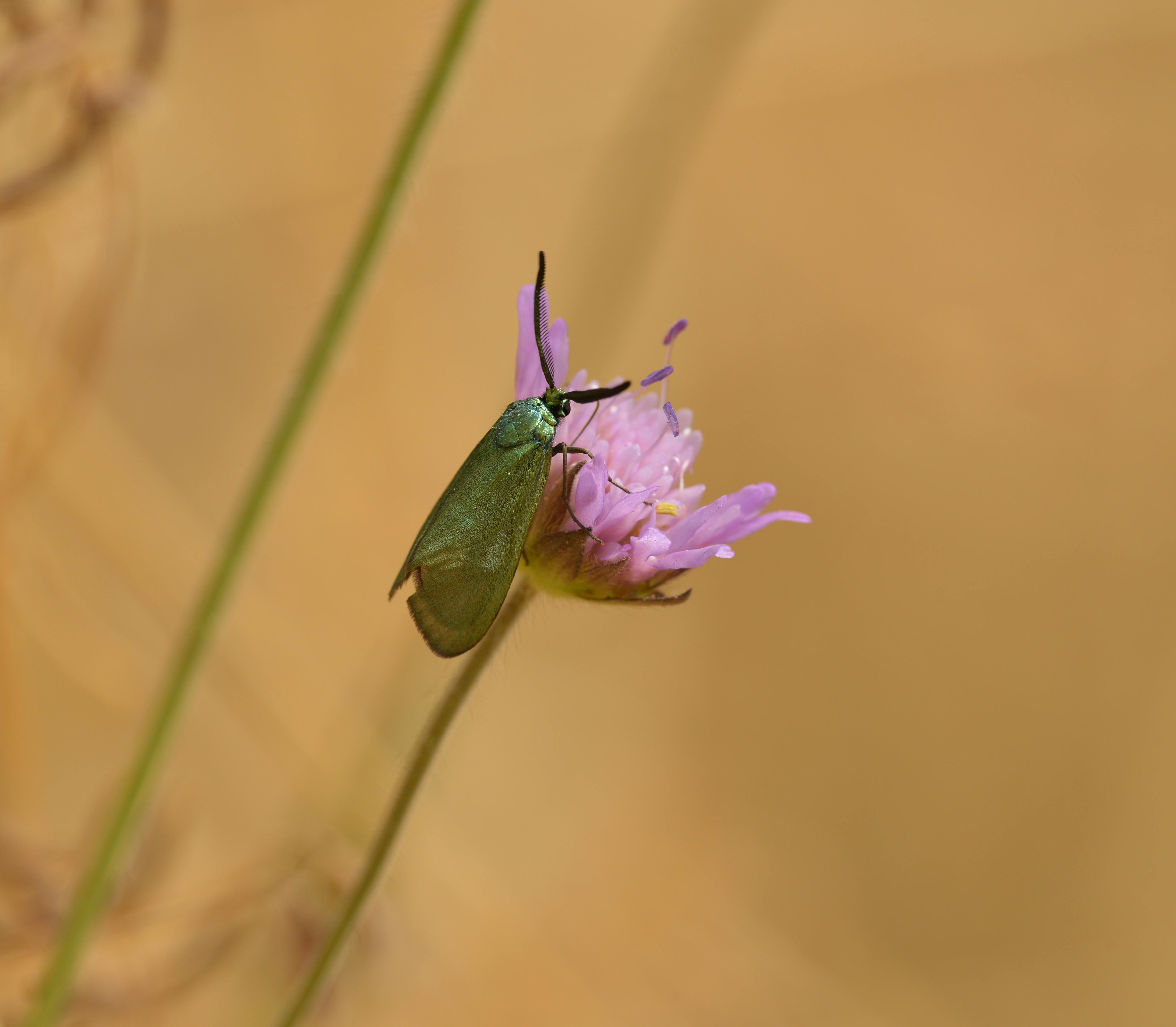 Small Moths Photos, Download The BEST Free Small Moths Stock Photos ...