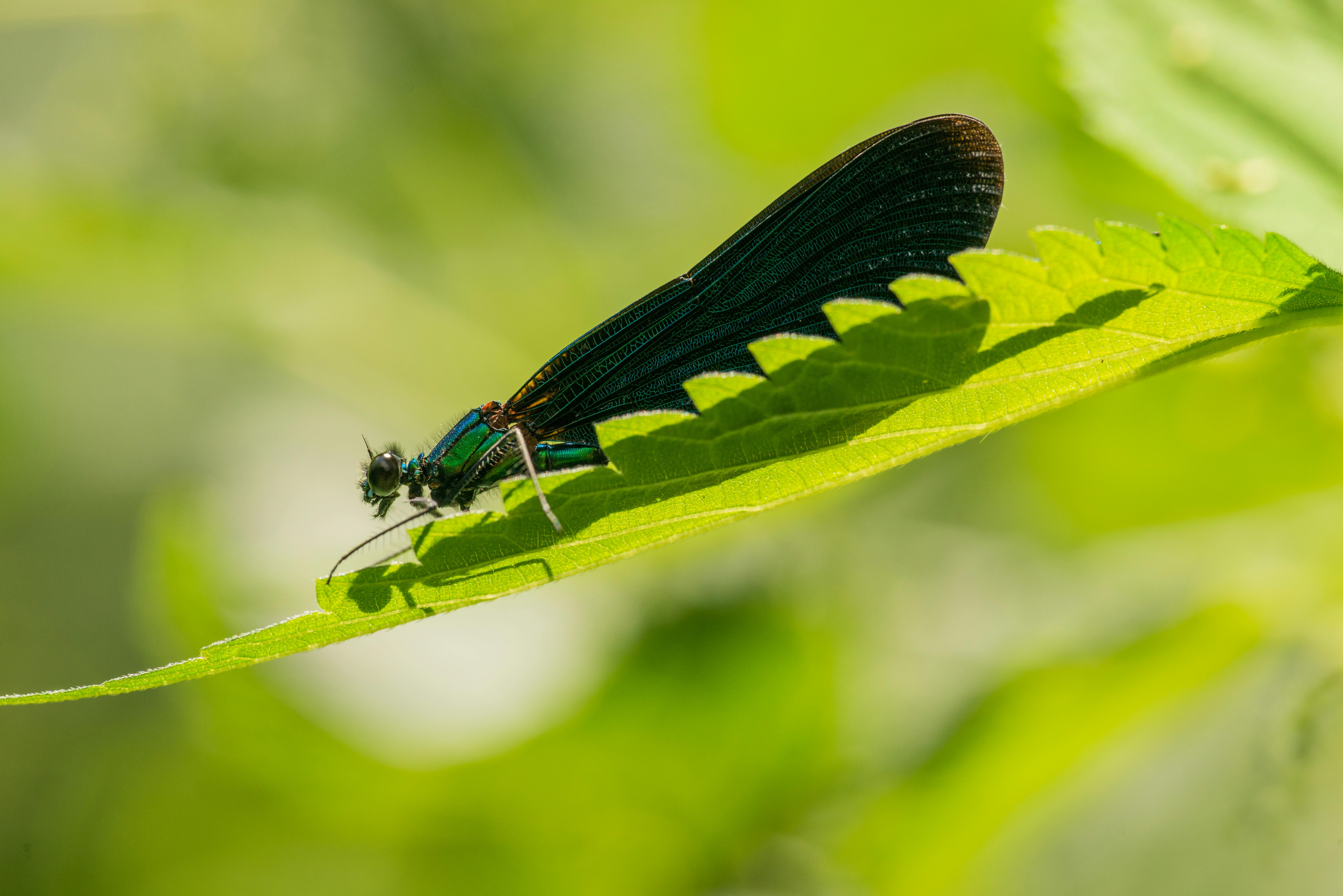 Colorful insect on leaf of green plant · Free Stock Photo