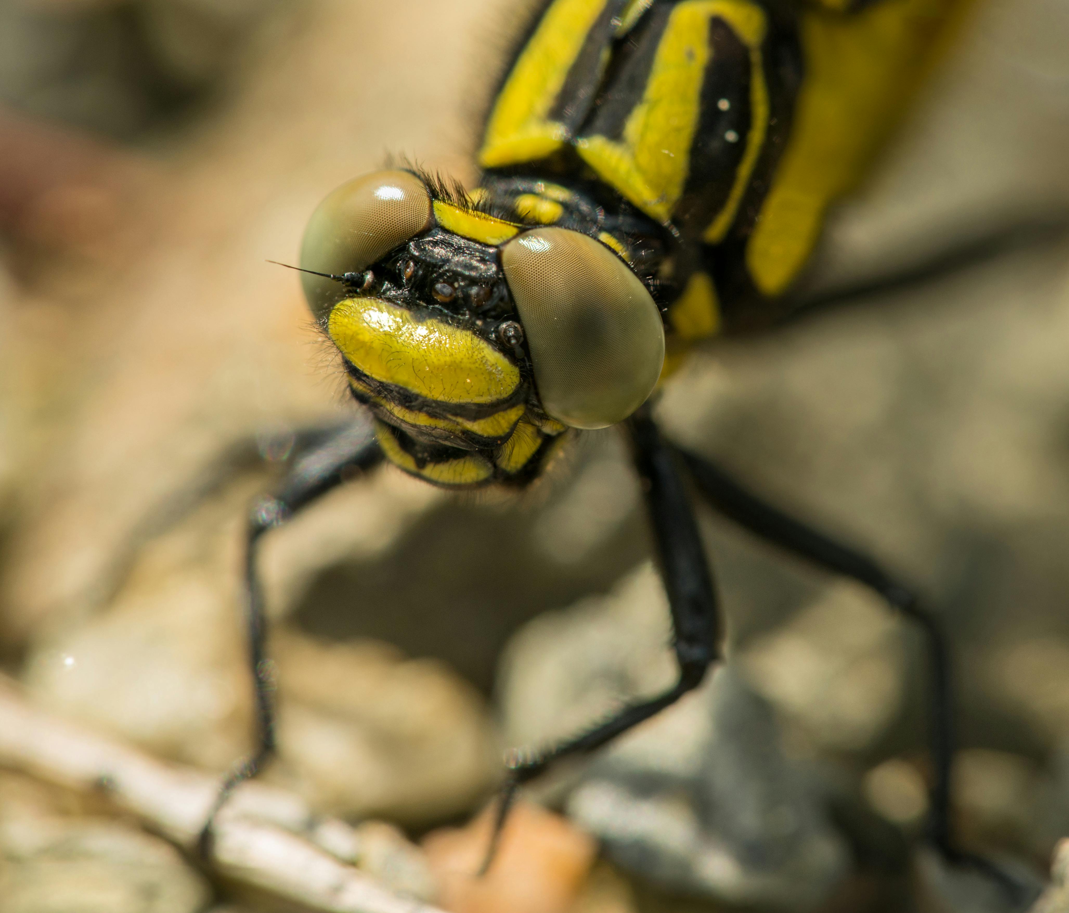 Macro Shot of Yellow Crawling Insect · Free Stock Photo