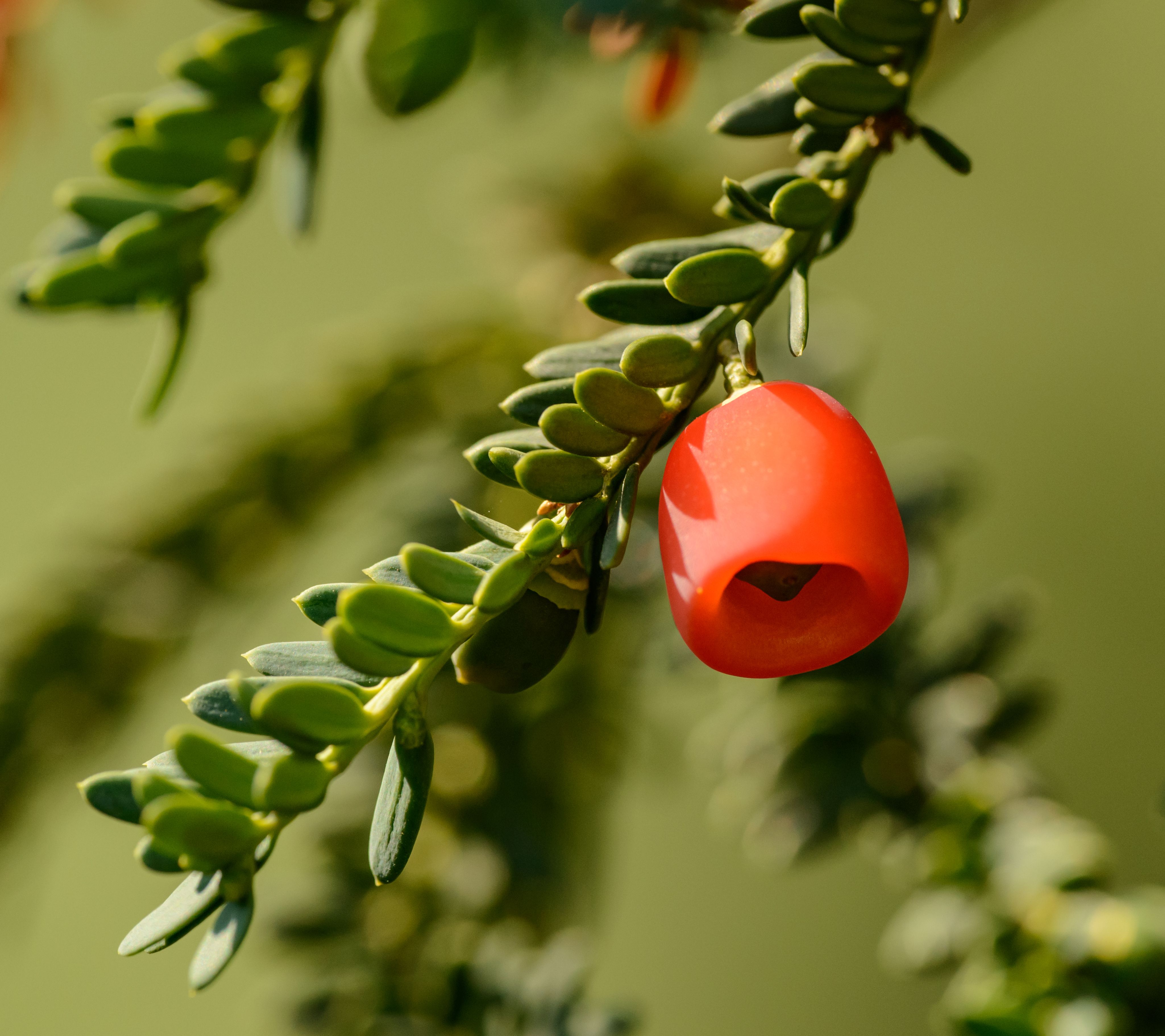 Red Berry Plant · Free Stock Photo