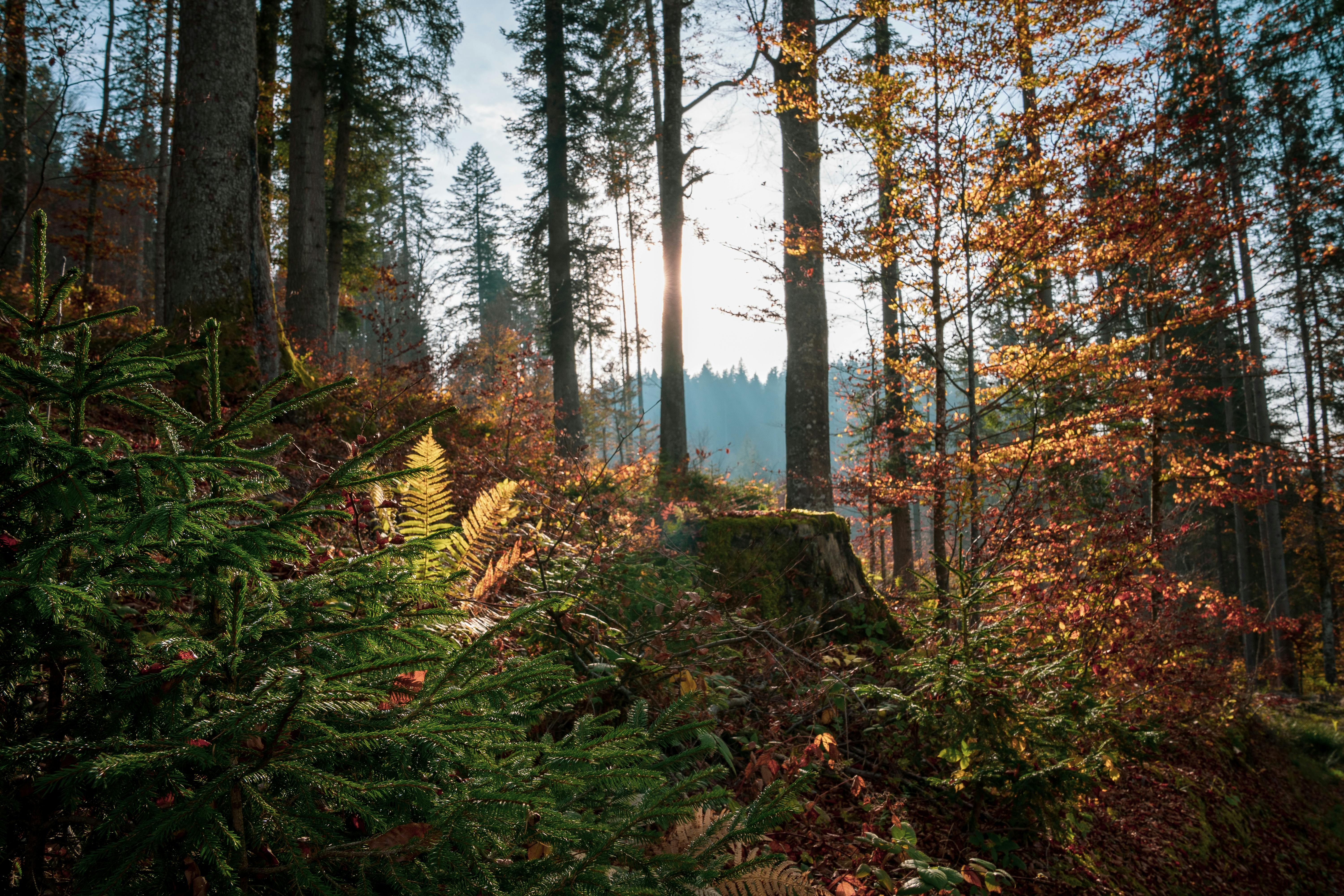 Photo Of Trees During Daytime · Free Stock Photo