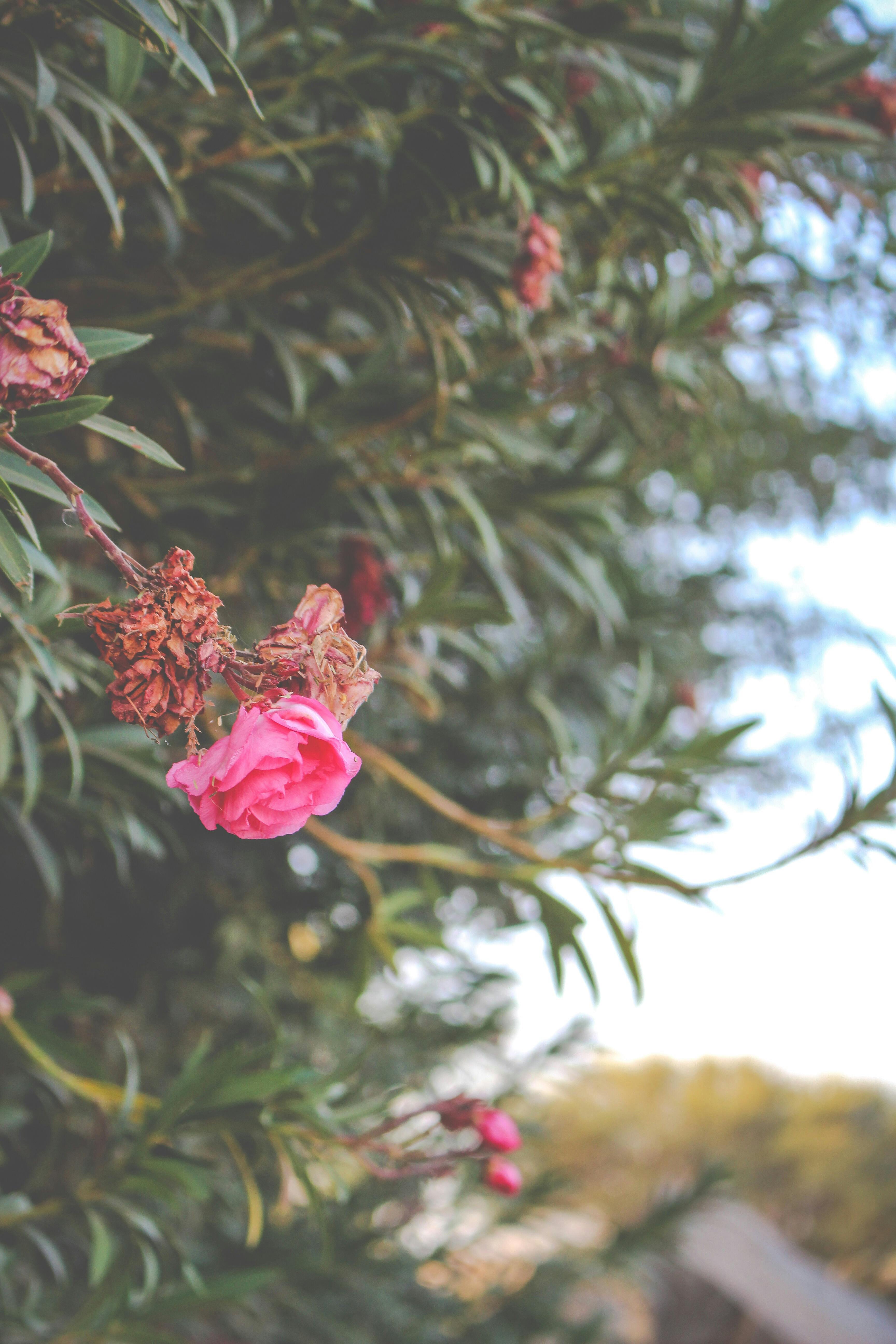 Blooming tree branches on green bush · Free Stock Photo