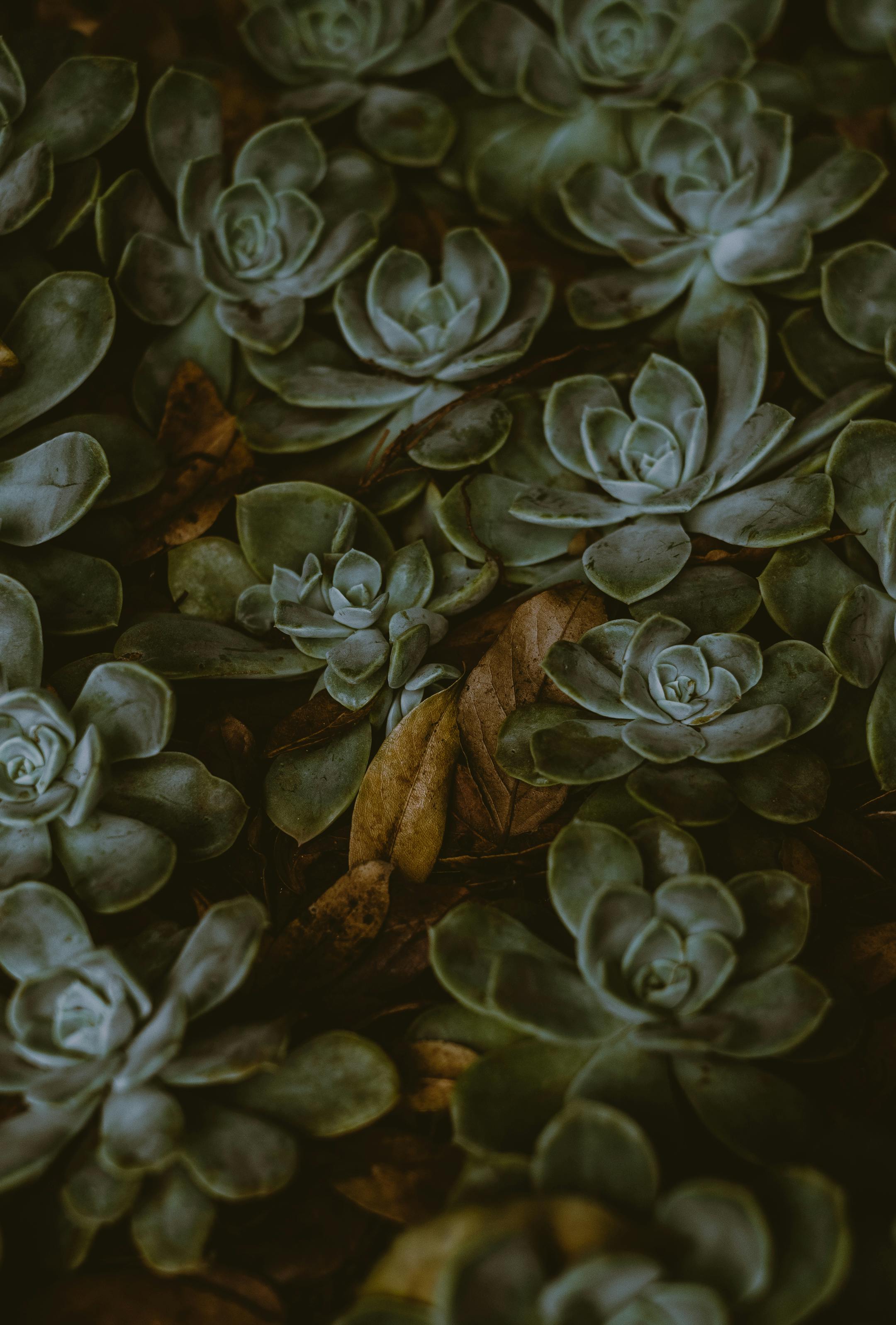 Green beautiful succulents in forest · Free Stock Photo