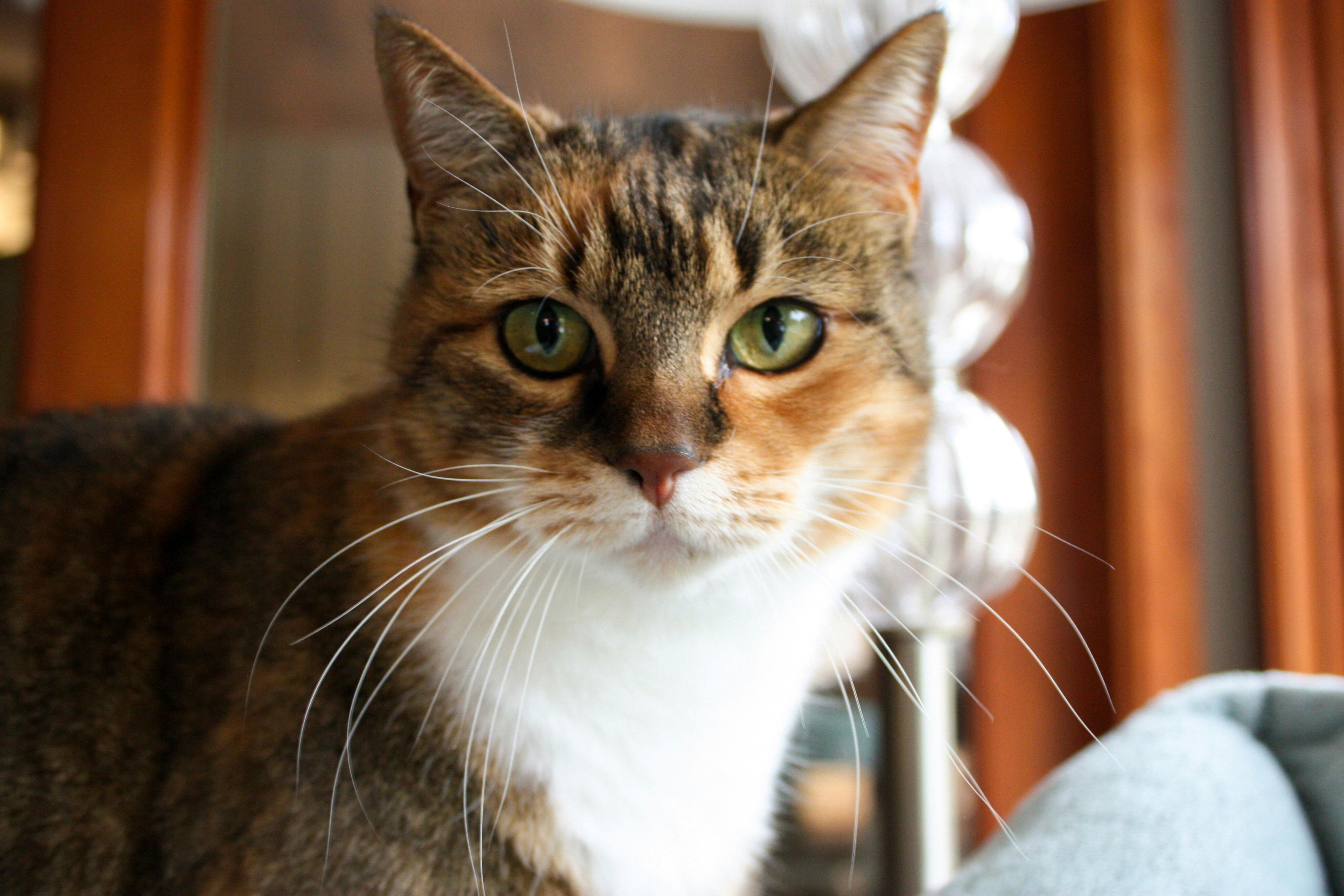 Free stock photo of animal, cat, feline