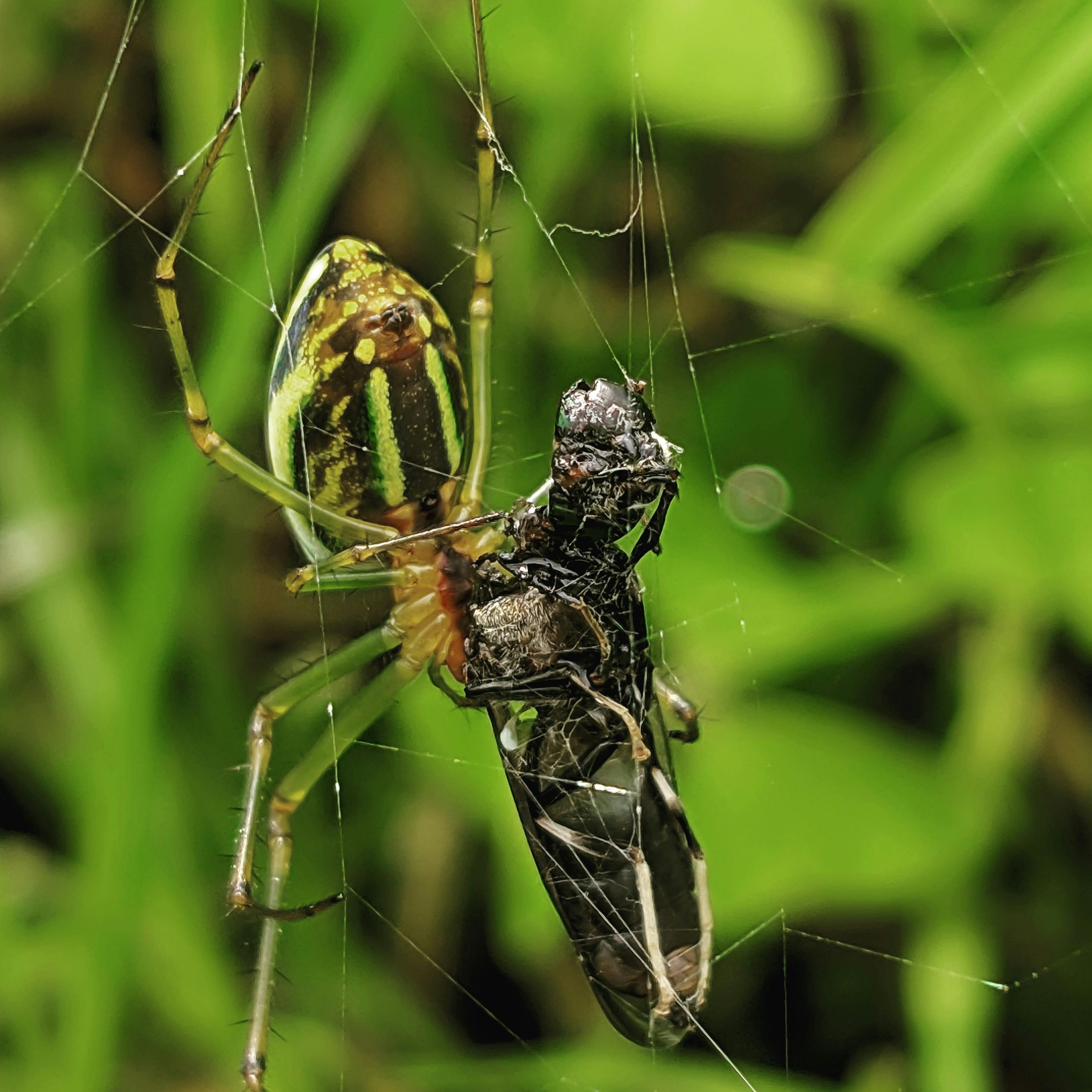 Brown Araneus Cavaticus Barn Spider · Free Stock Photo