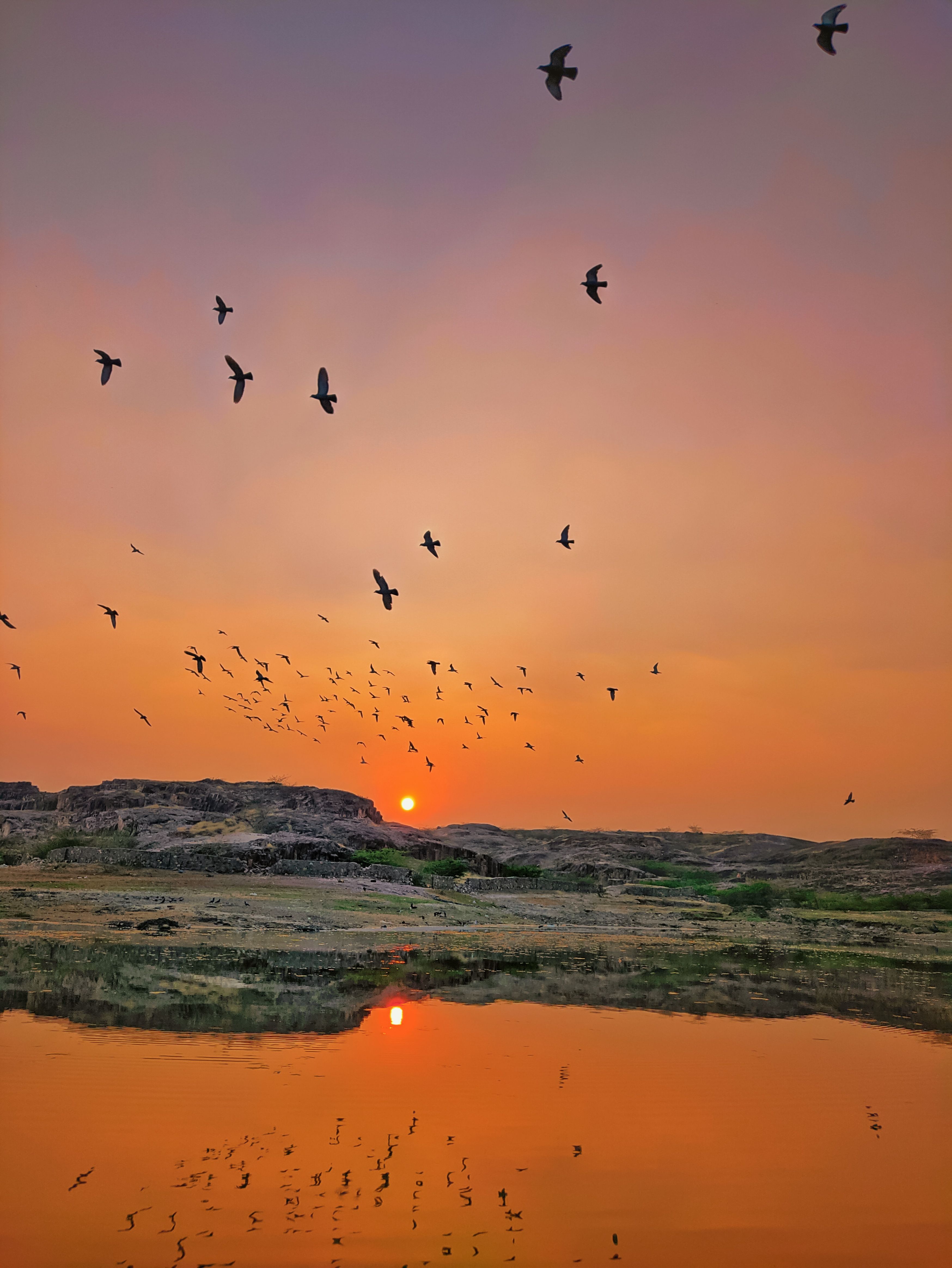 Birds flying over lake in orange sunset · Free Stock Photo
